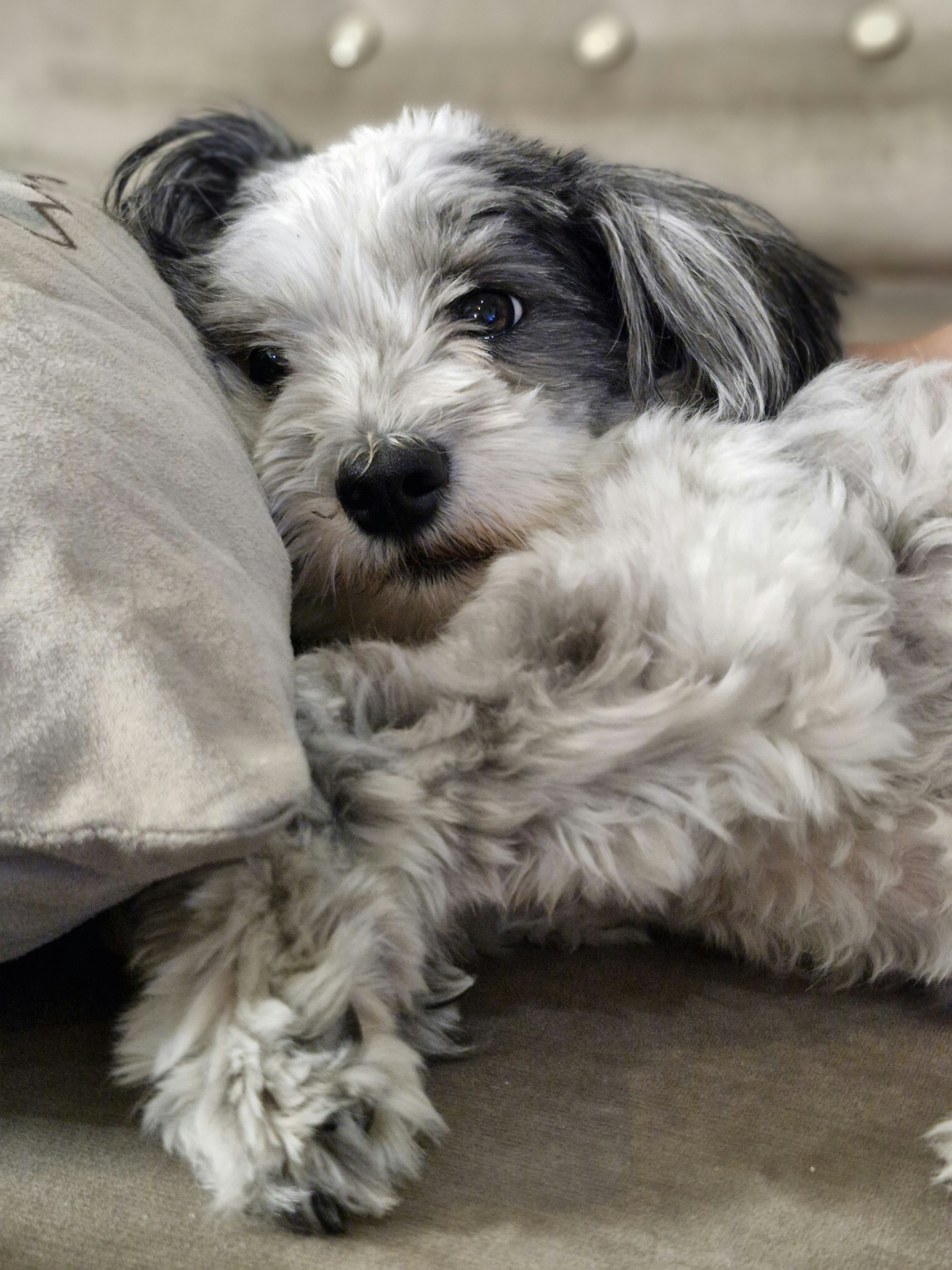 Cozy Pup Against a Soft Backdrop: A Close-Up of Puppy Eyes and Fur Texture