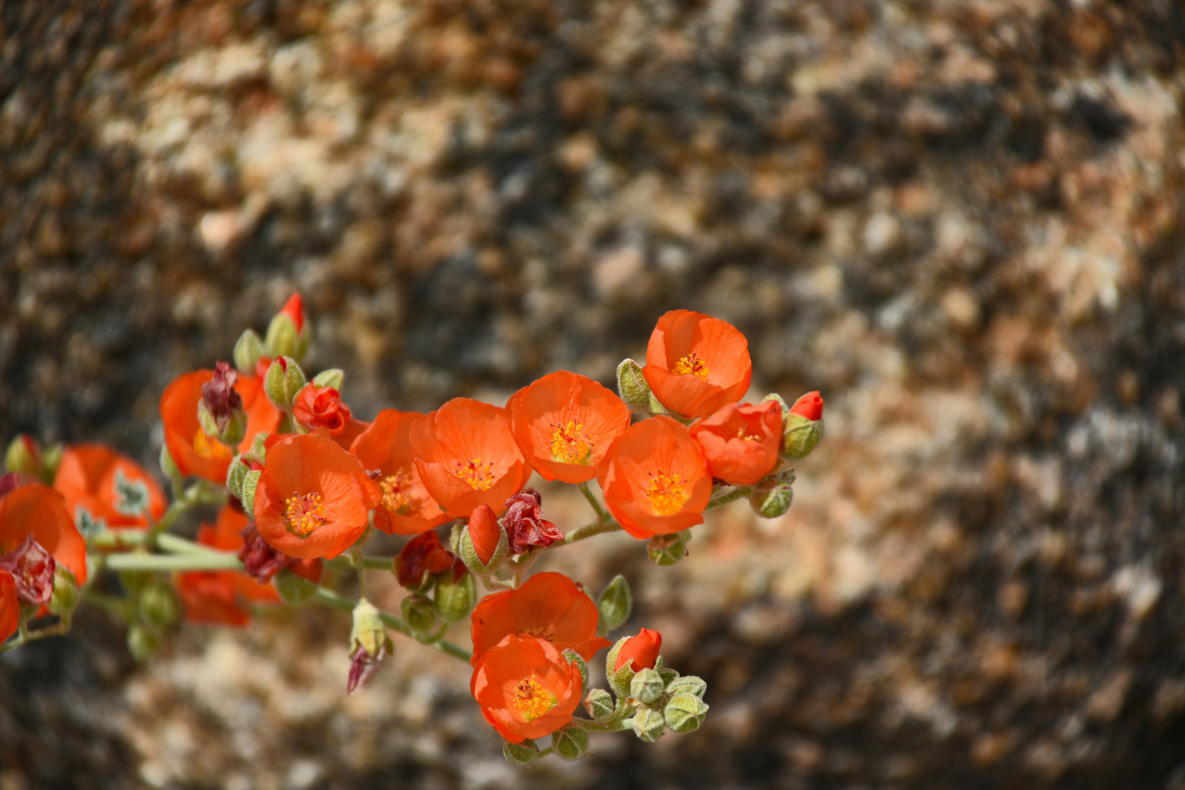 Vibrant orange desert flowers bloom against a blurred rocky background.