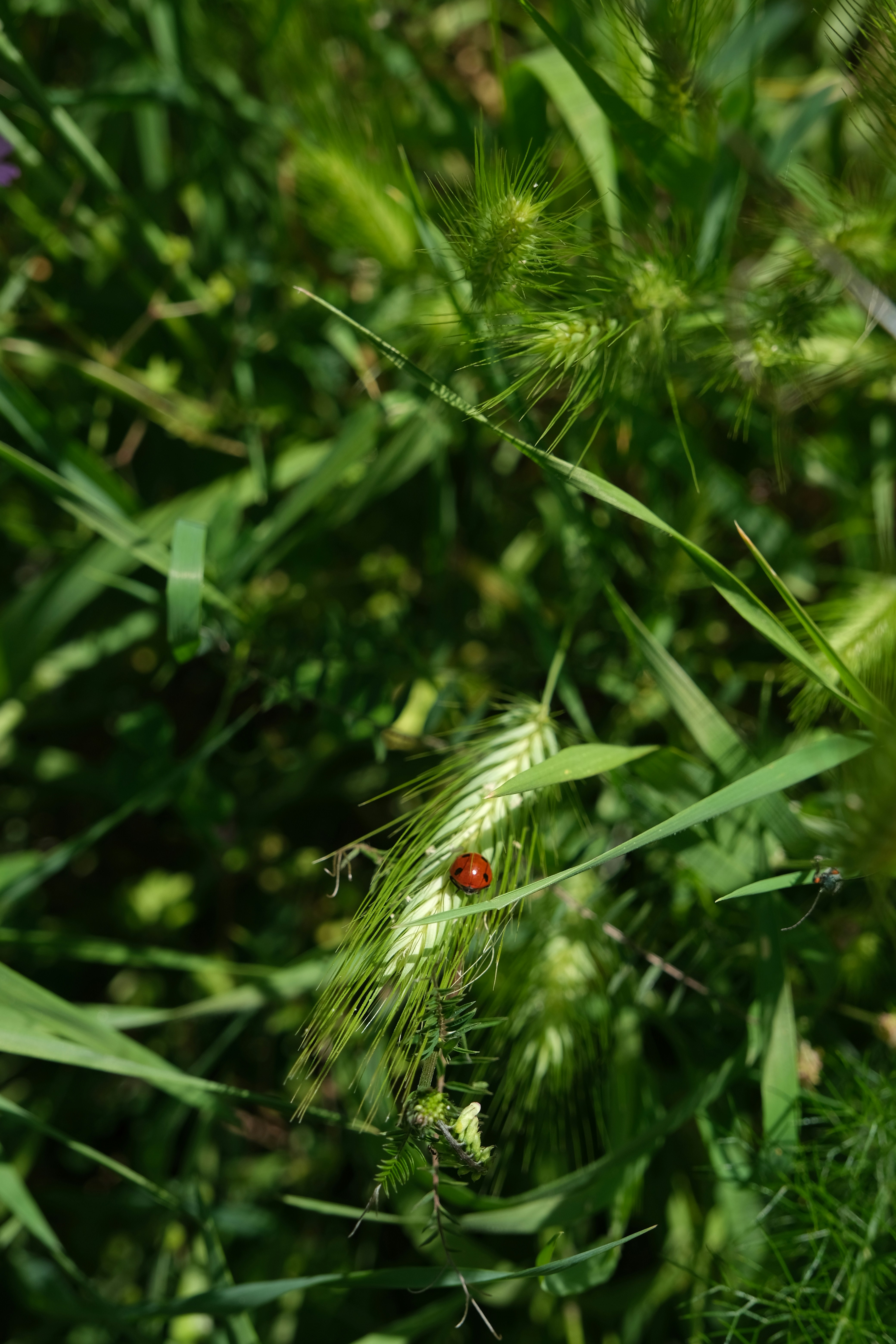 Red Trill of Dawn: A Ladybug on a Quiet Grass Spear