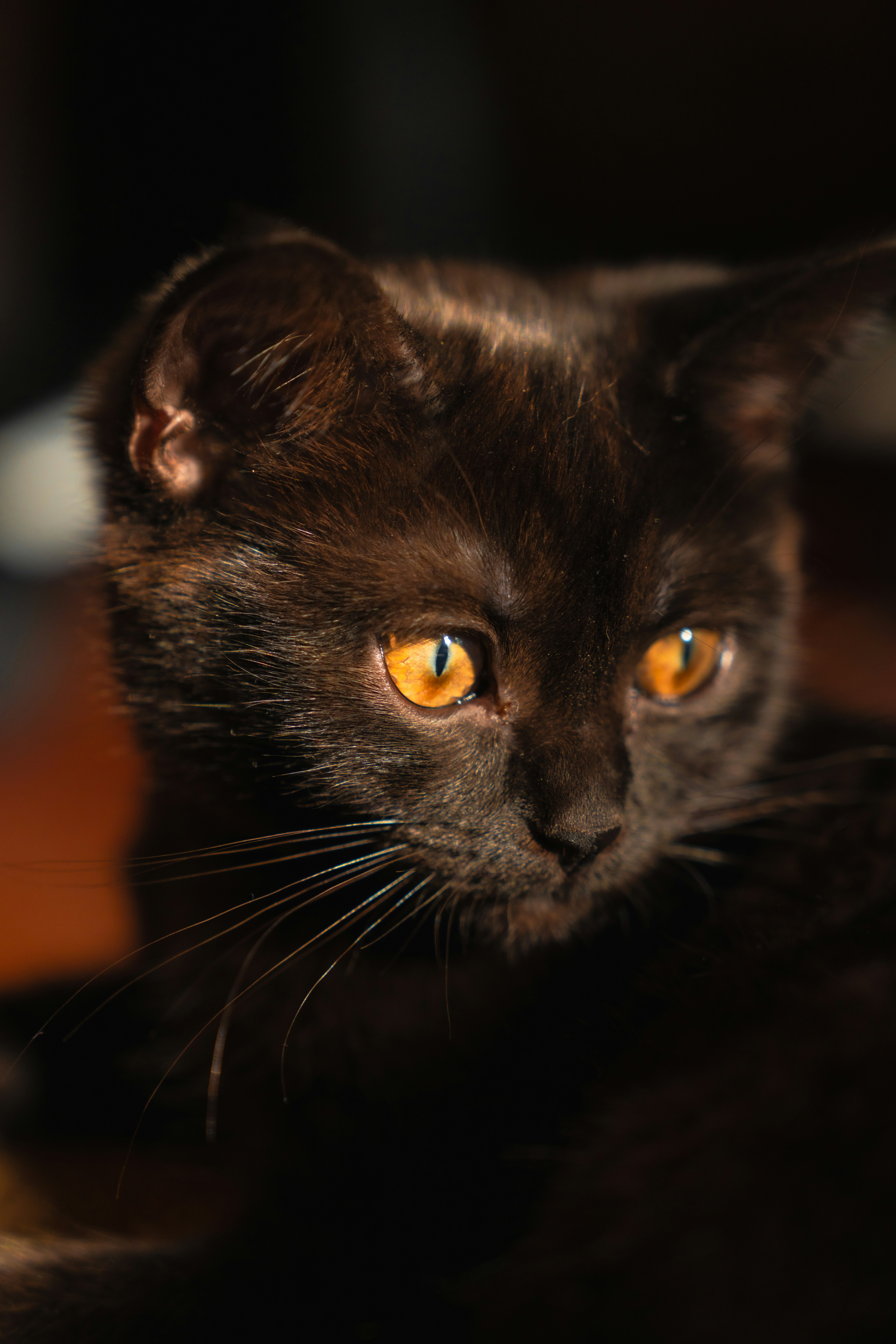 Amber Glimpse: A Black Cat's Focused Gaze