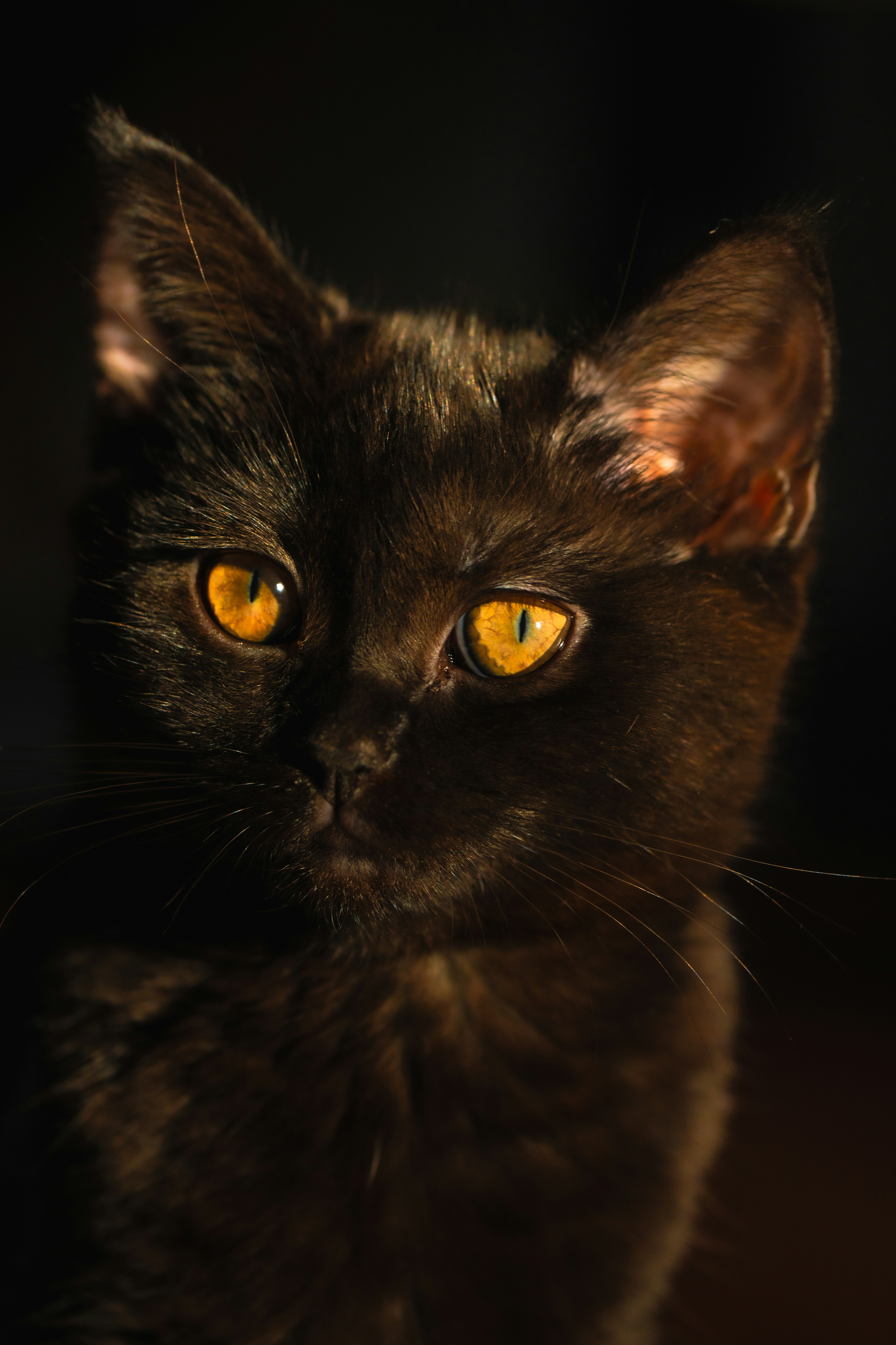 Golden Gaze in the Dark