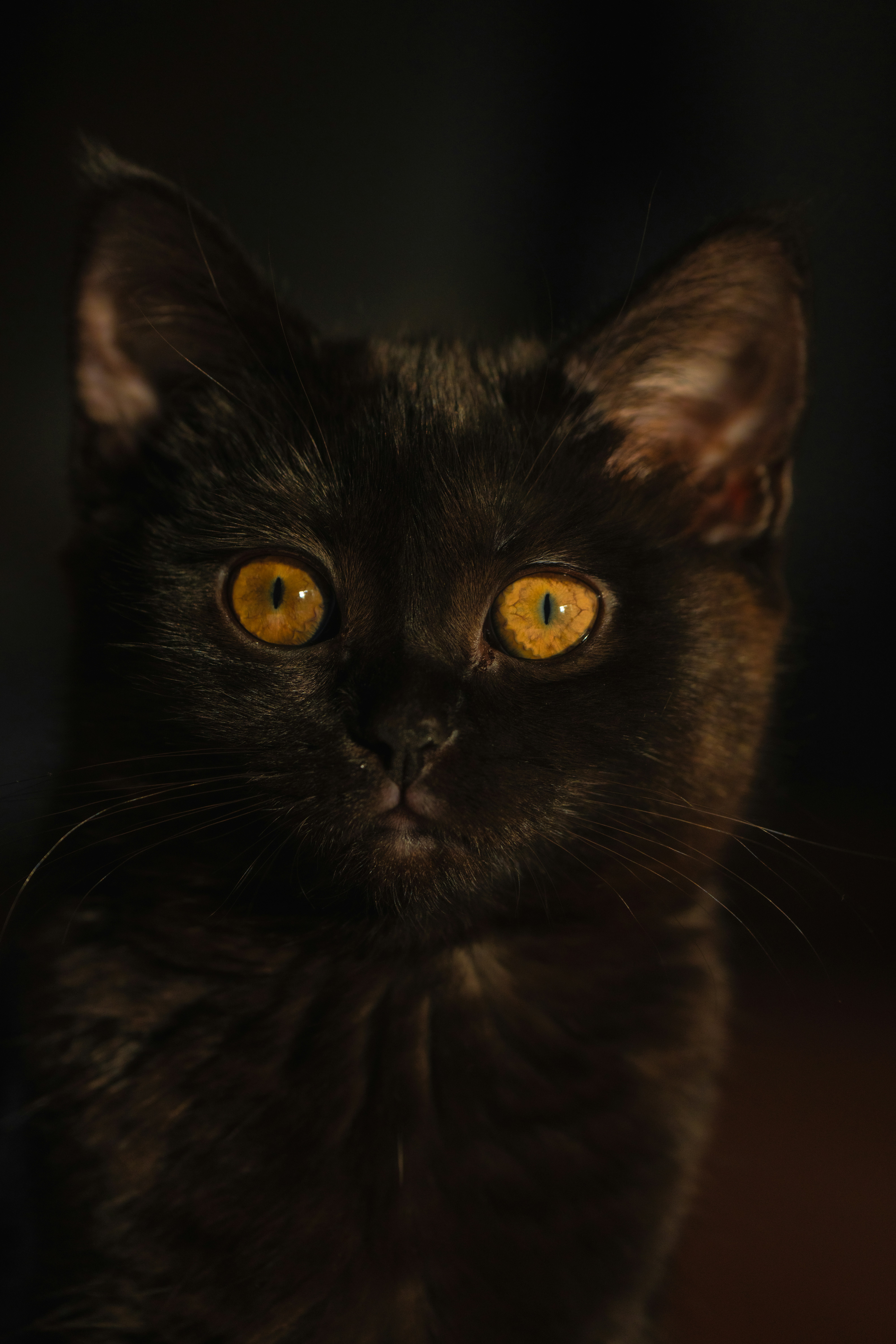Midnight Gaze: A Black Cat Lit by Quiet Golden Light