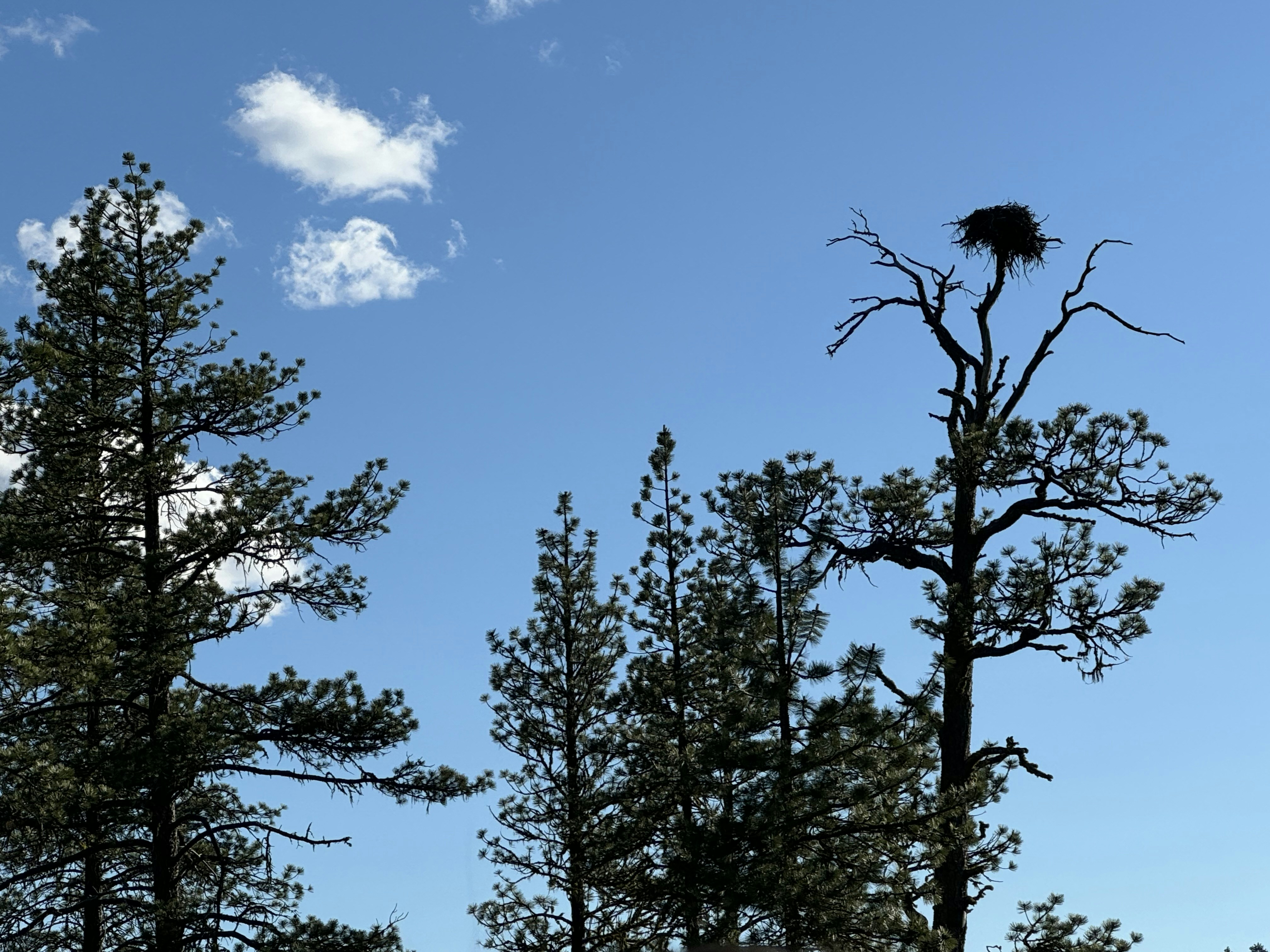 Tall Pines Under a Clear Blue Sky