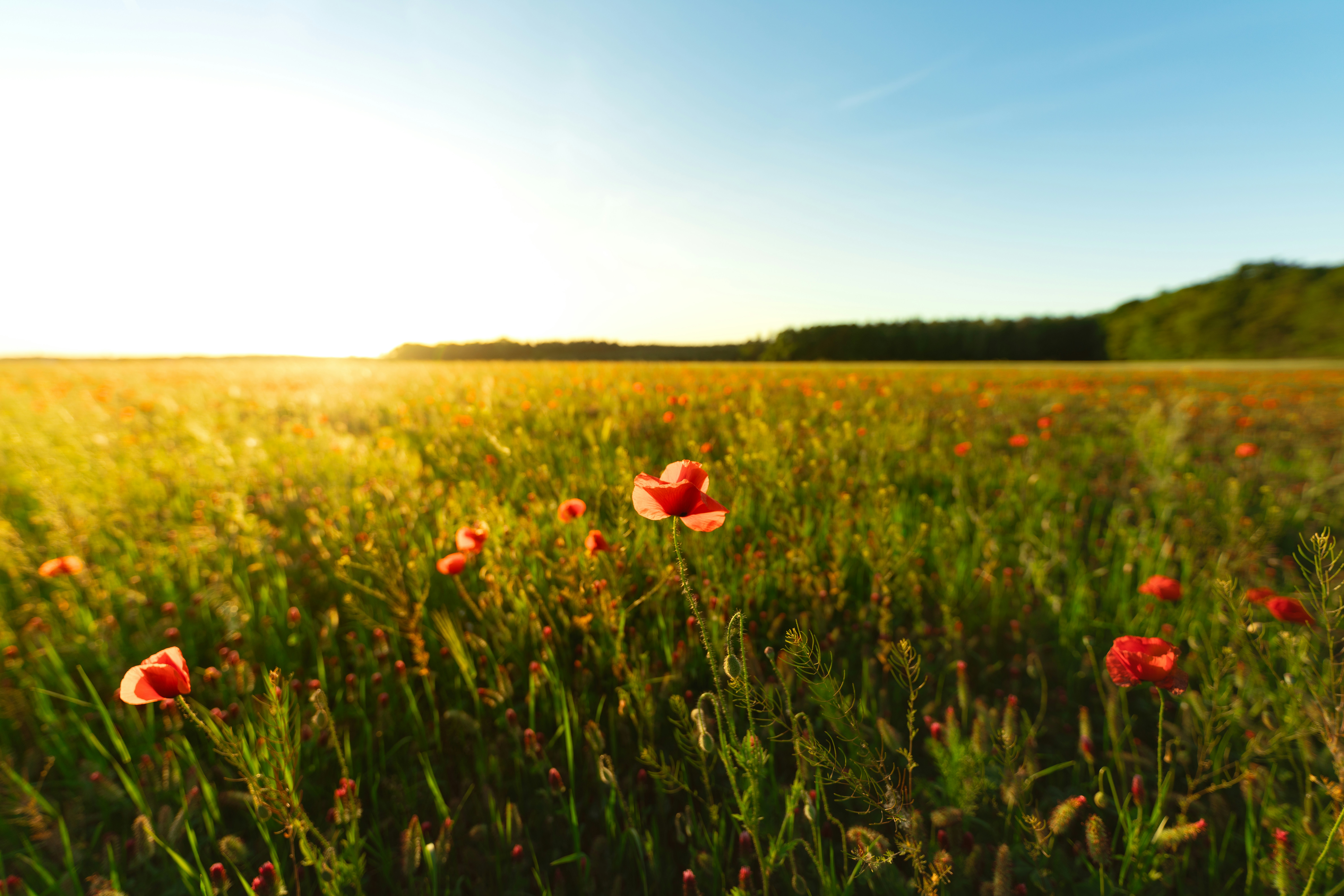 Sunlit Poppy Field at Dusk