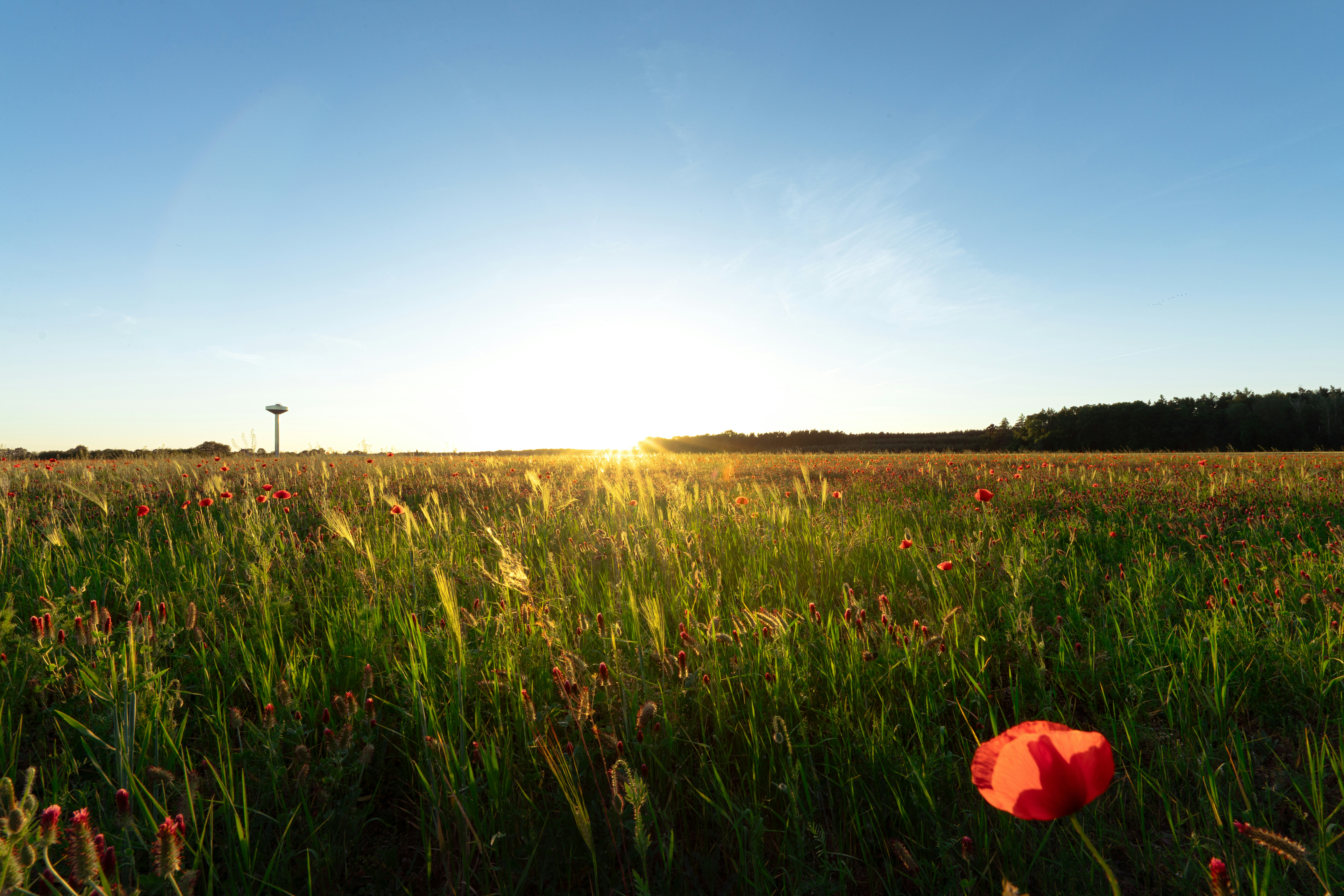 Sunlit Meadow at Dusk: A Field of Red Blooms and Golden Grass