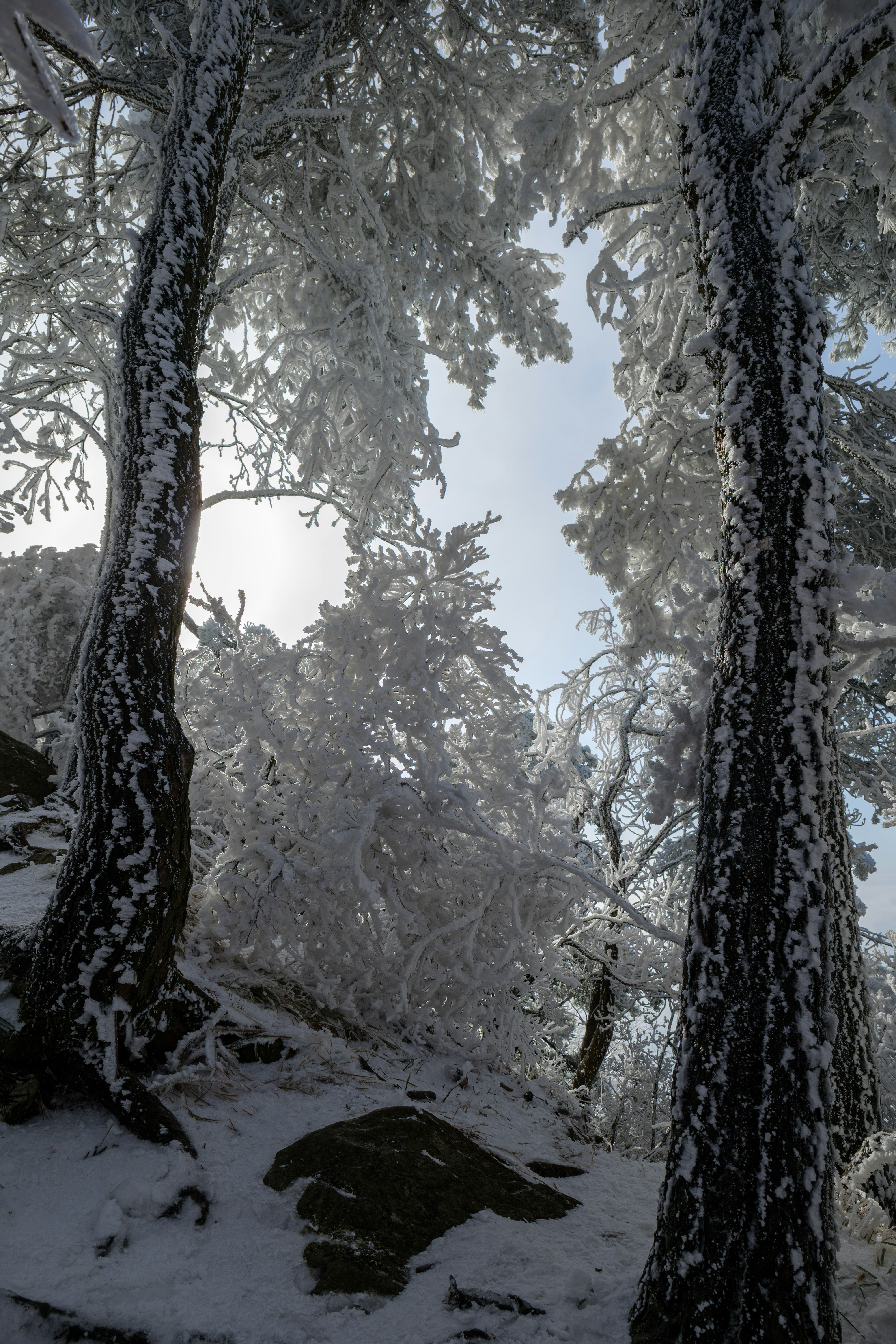 Snowbound Sentinel: Frost Rimmed Pines Reaching Toward a Pale Sky
