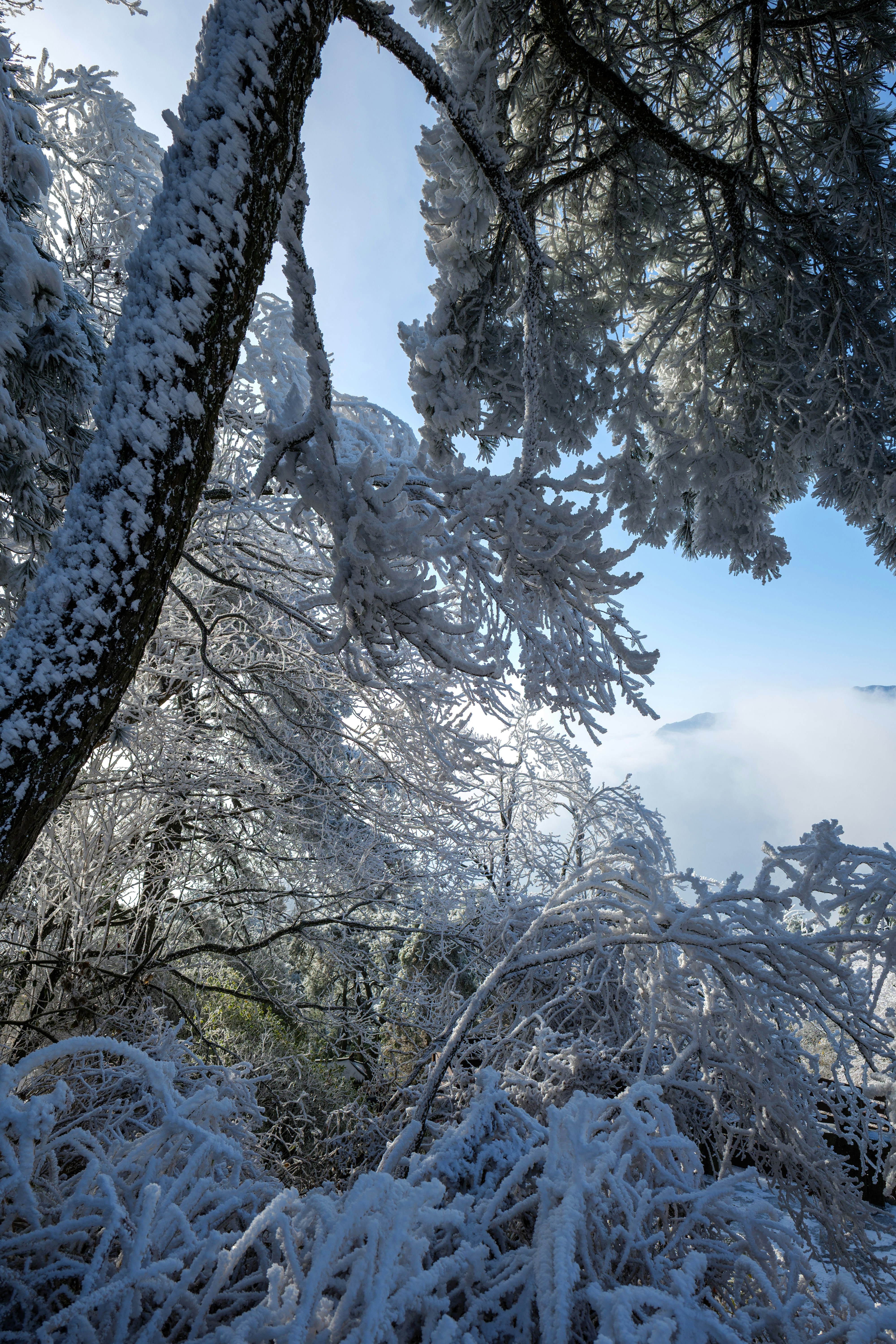 Snow-Crowned Pines Reaching Toward a Bright Alpine Sky