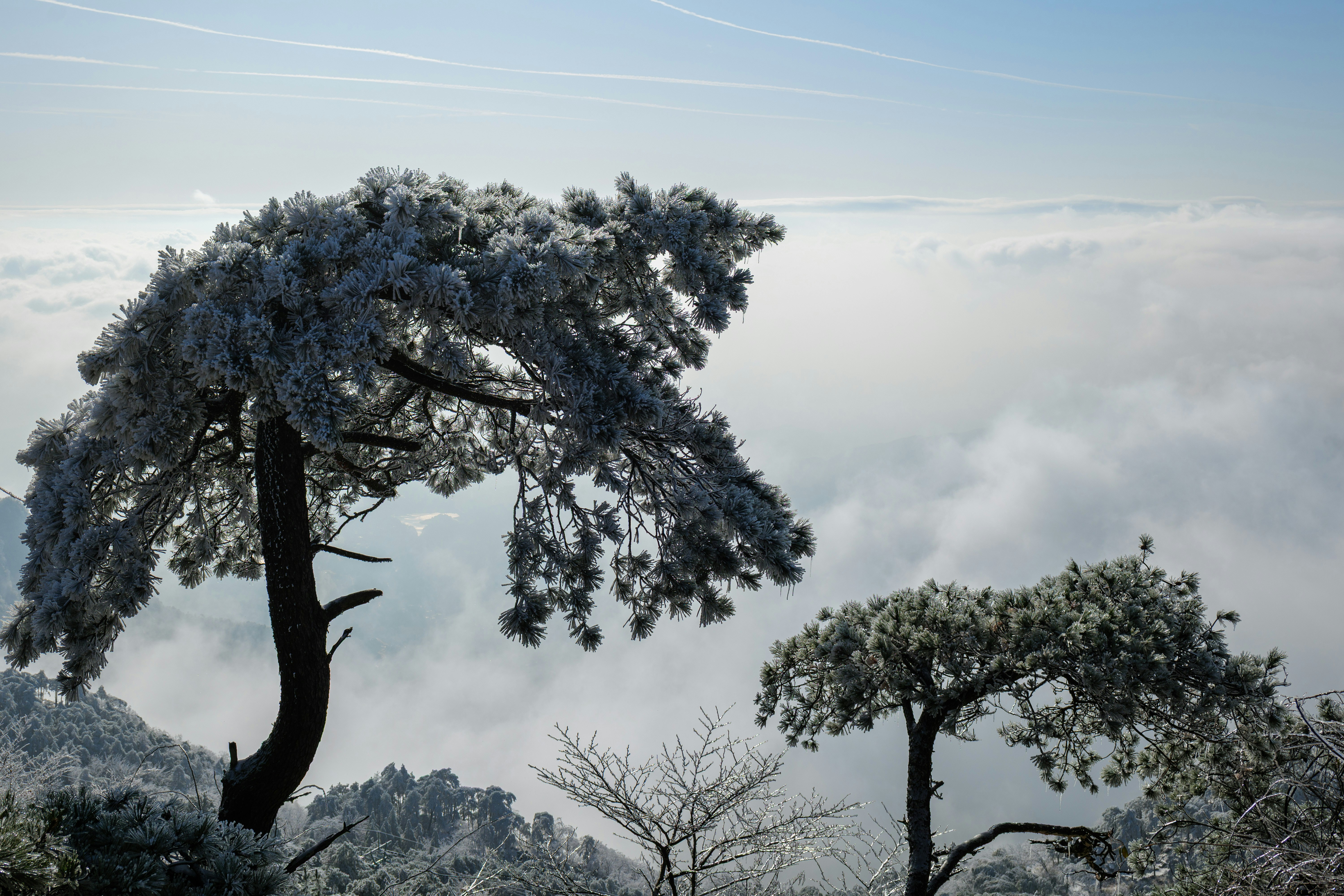 Snow-kissed Pines Above the Cloud Layer