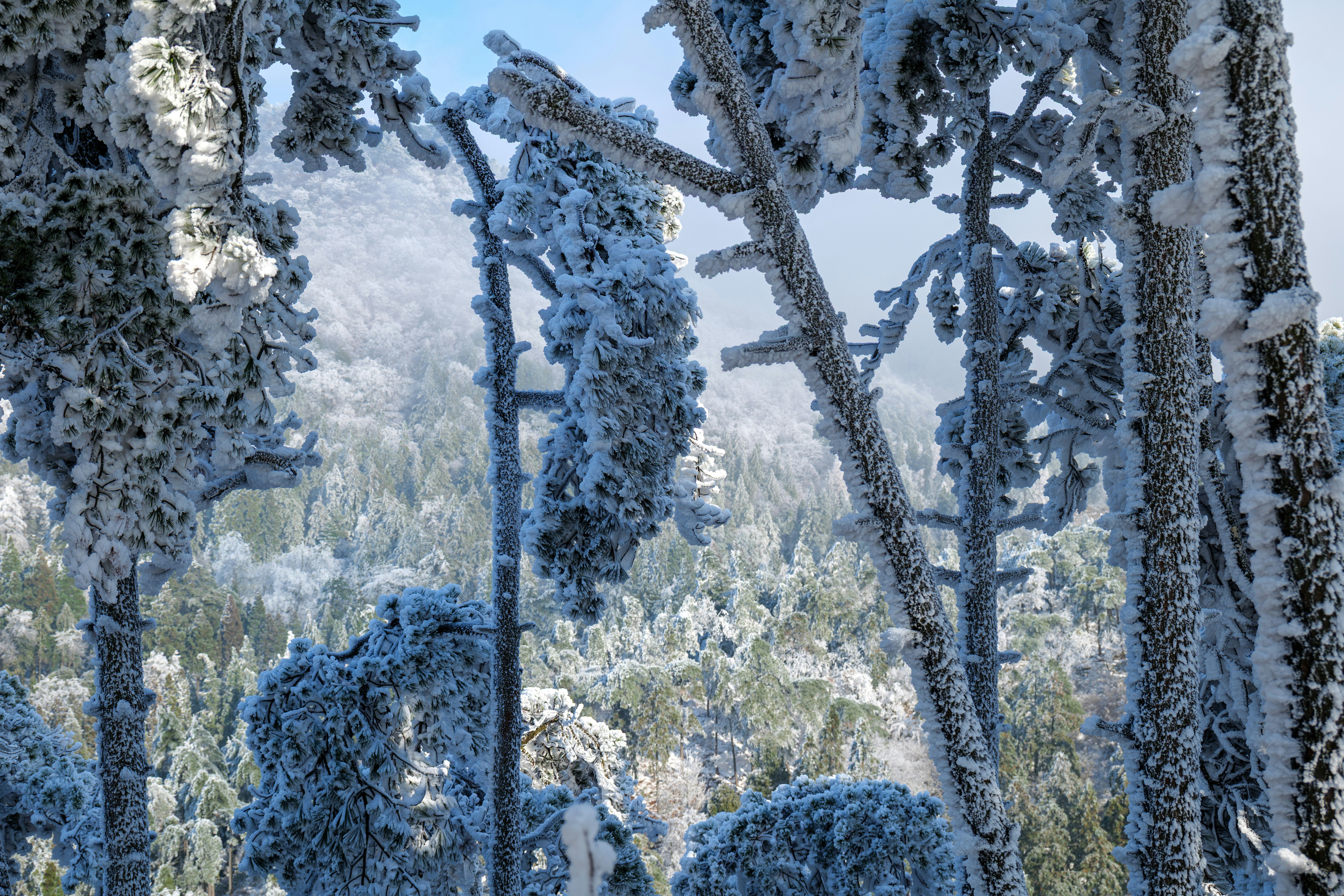 Frosted Pines: Hoarfrost Clasp on Winter Forest