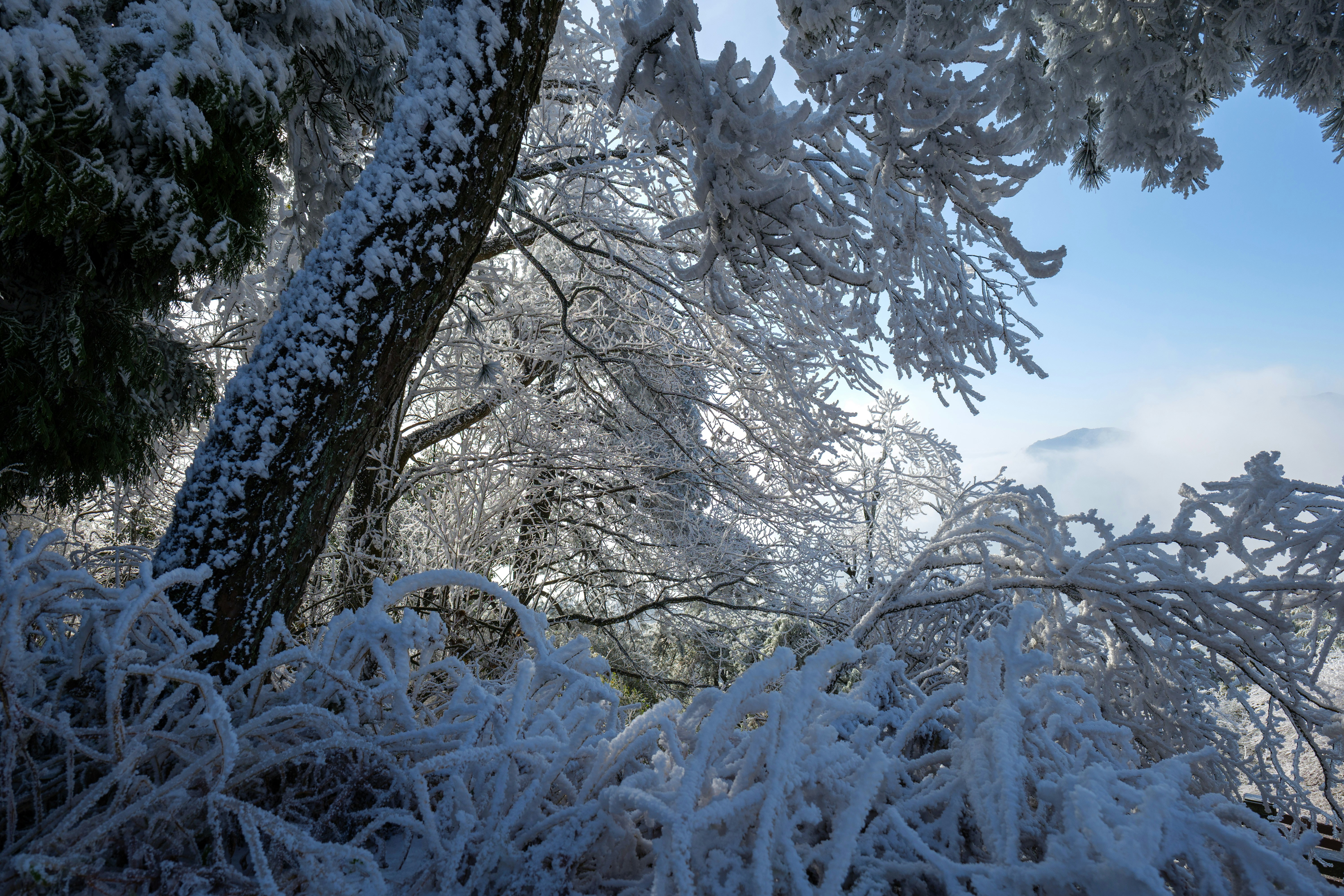 Snow-Crowned Branches Reaching Toward a Clear Sky