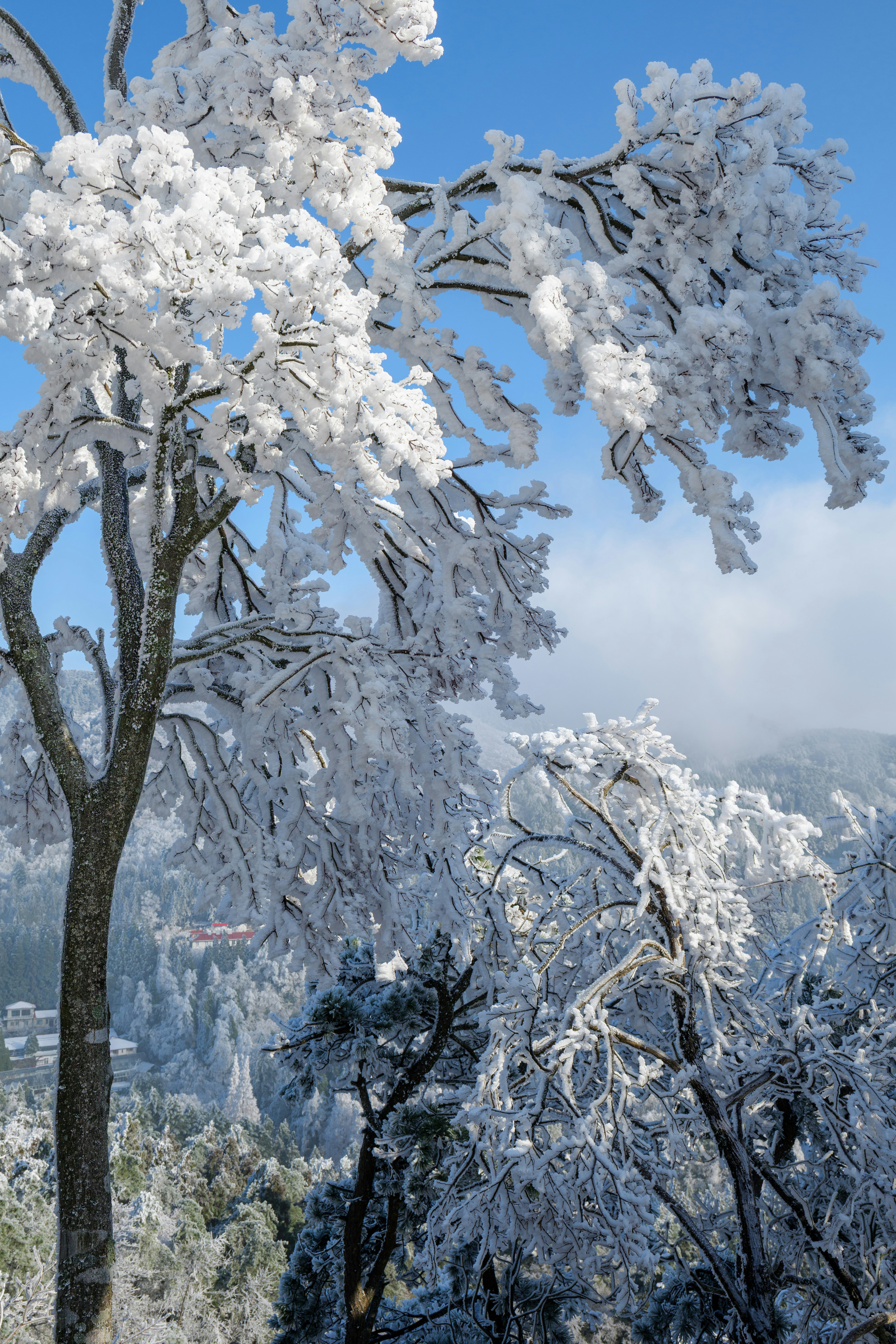 Snow-Crowned Pines Against a Clear Mountain Sky