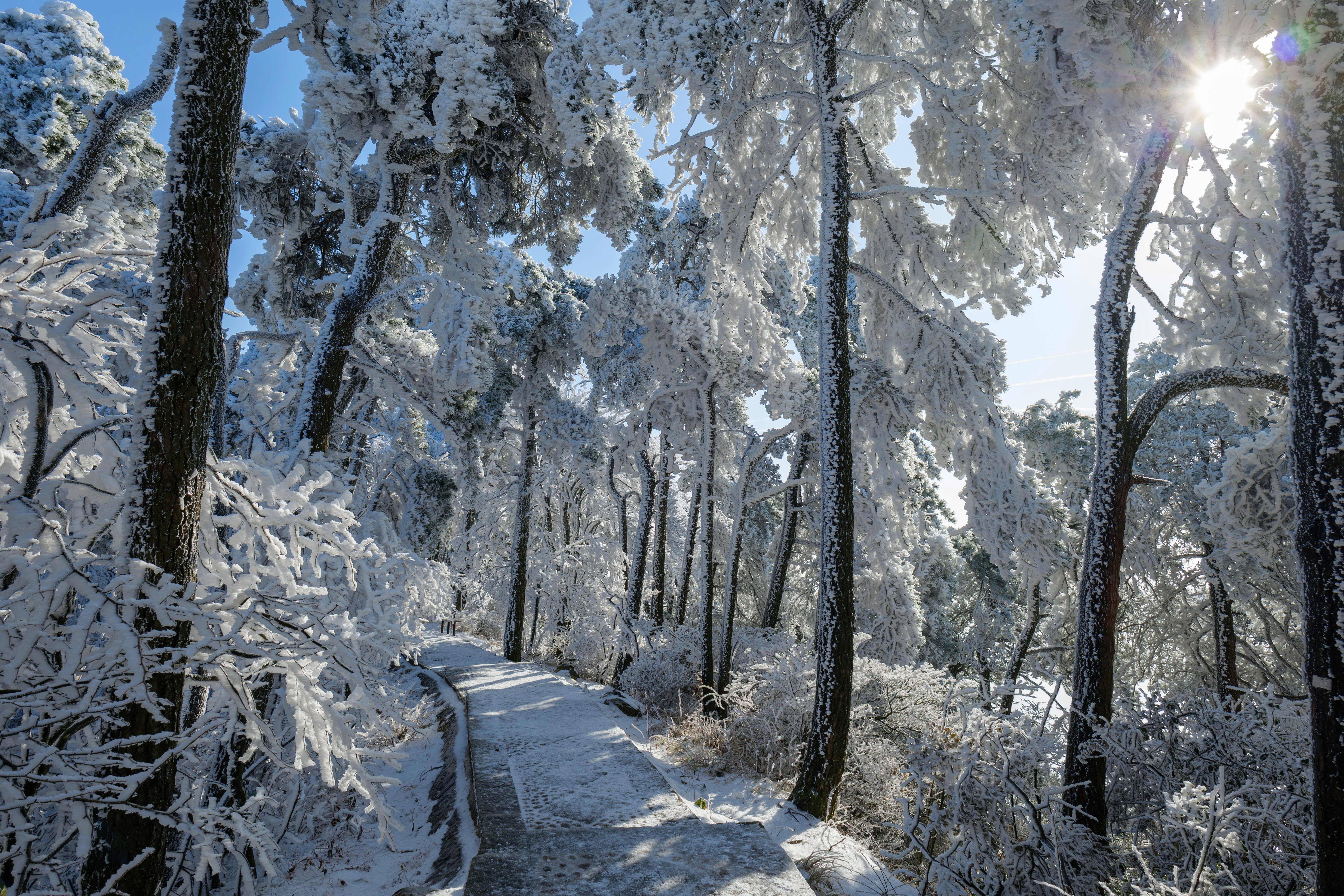 Snowbound Pathway Through a Frosted Forest