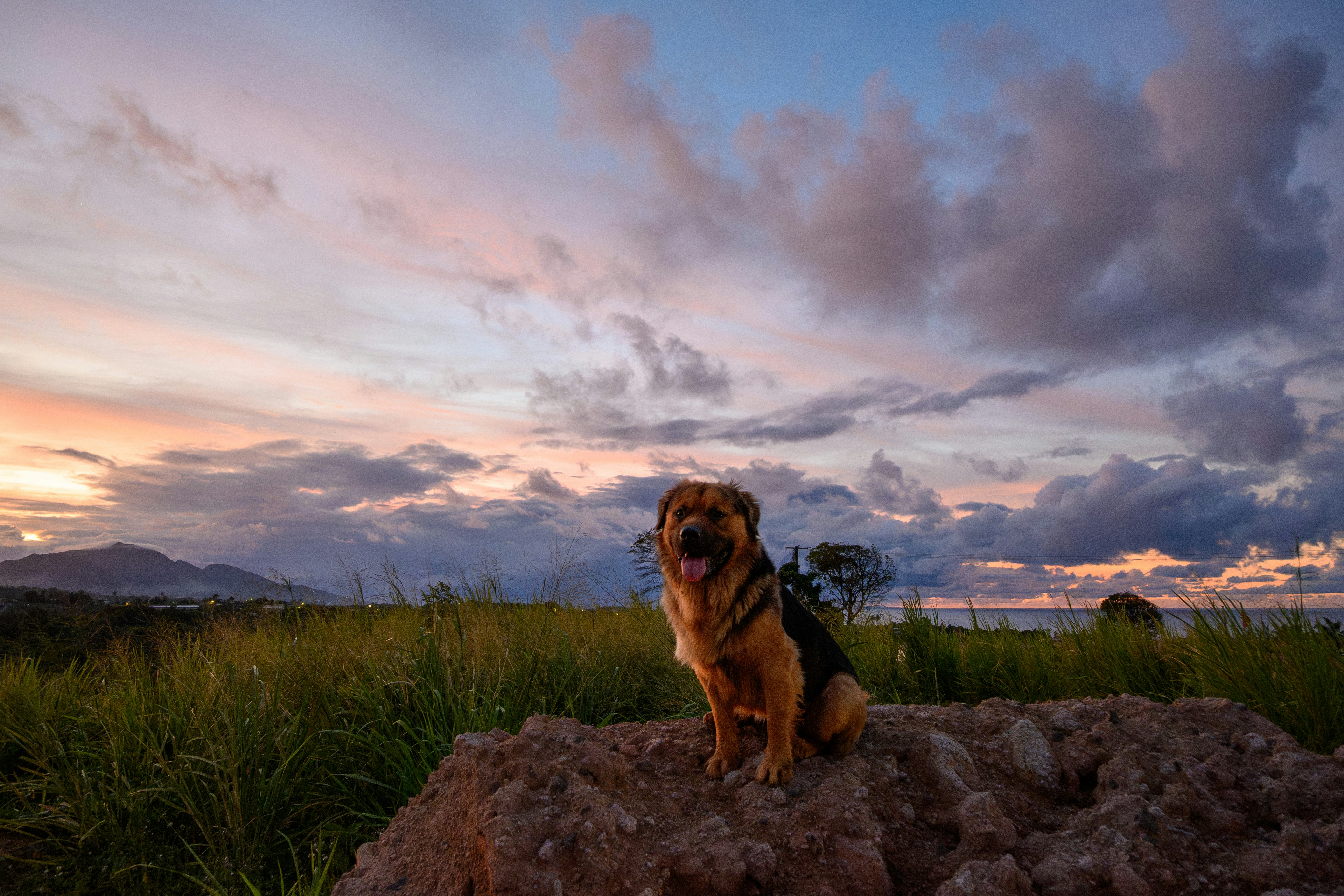 Sunset Sentinel: A Dog on a Rock Under a Painted Sky