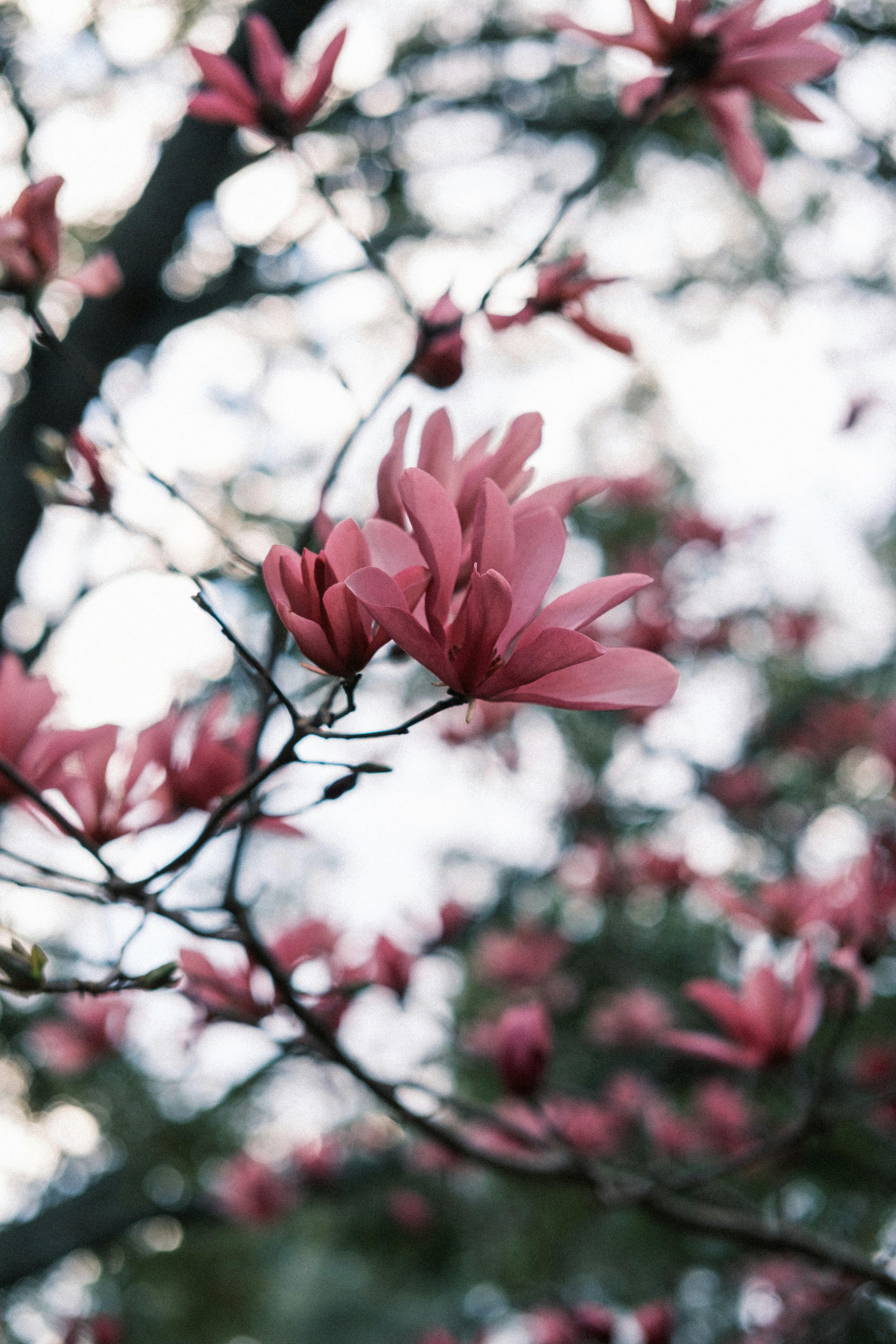 Pink Magnolia in Soft Focus: Branches Reach Toward a Diffused Sky