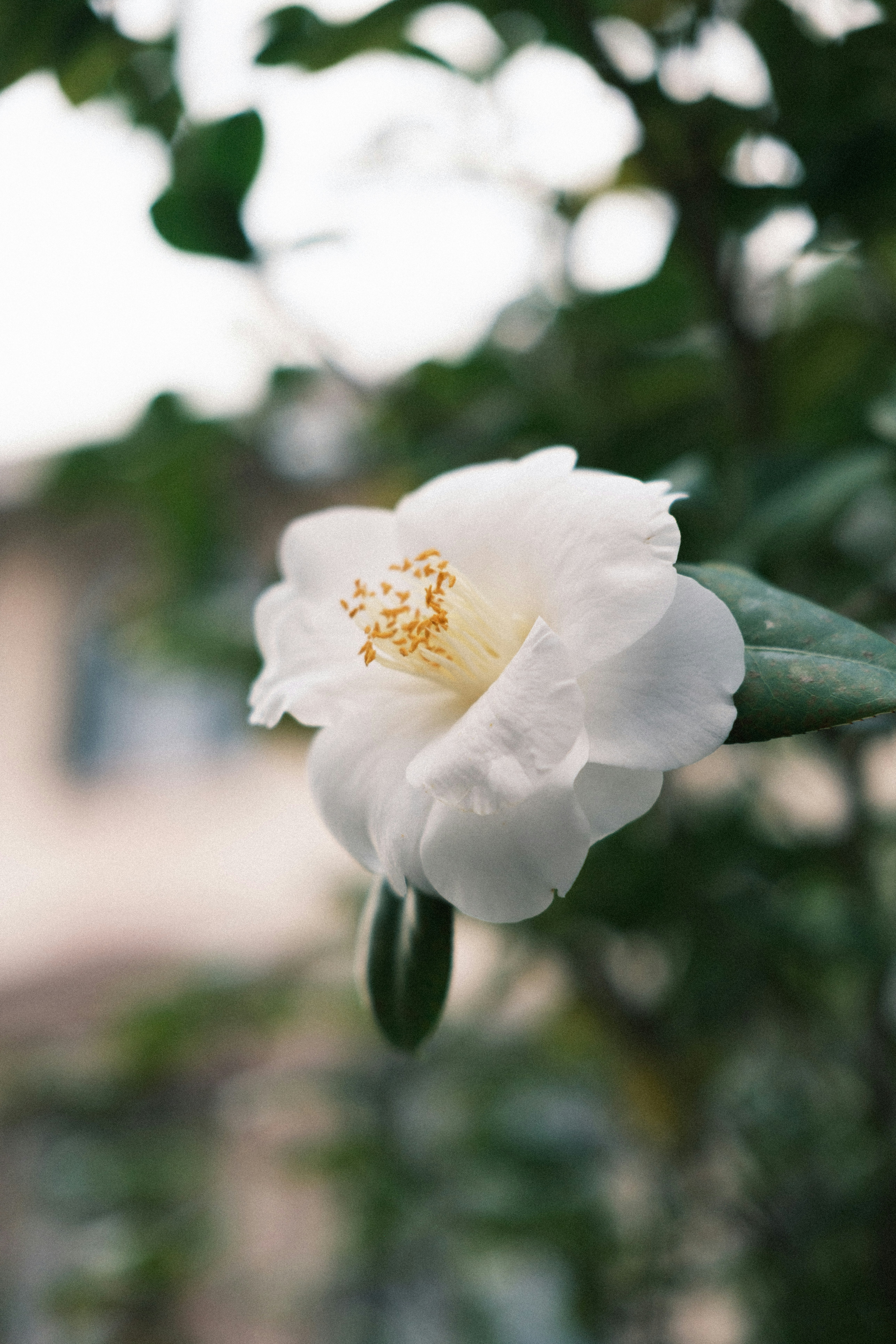 White Camellia in Soft Focus: A Quiet Garden Moment