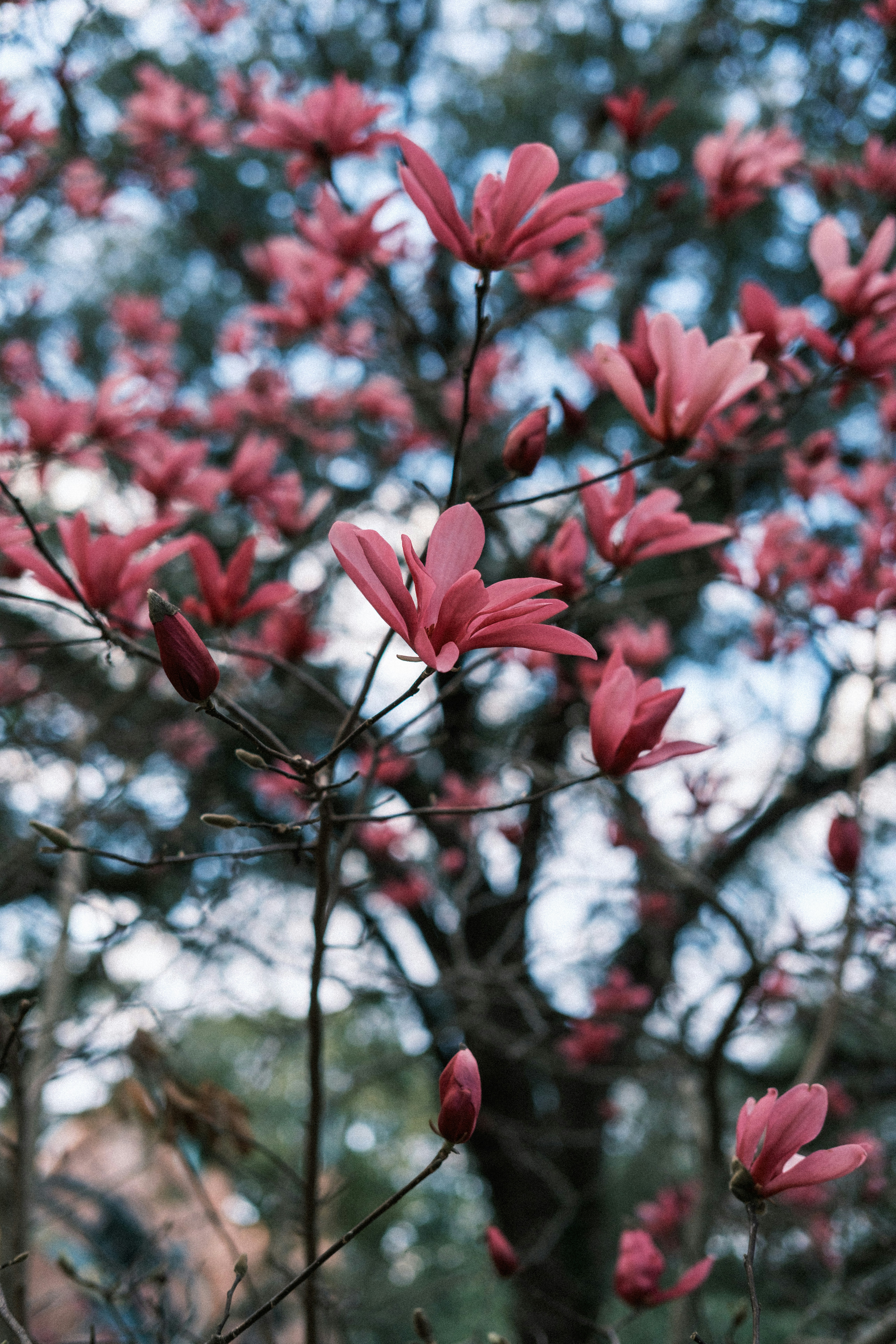 Pink Magnolias in Soft Focus: Spring Branches Reach for the Sky