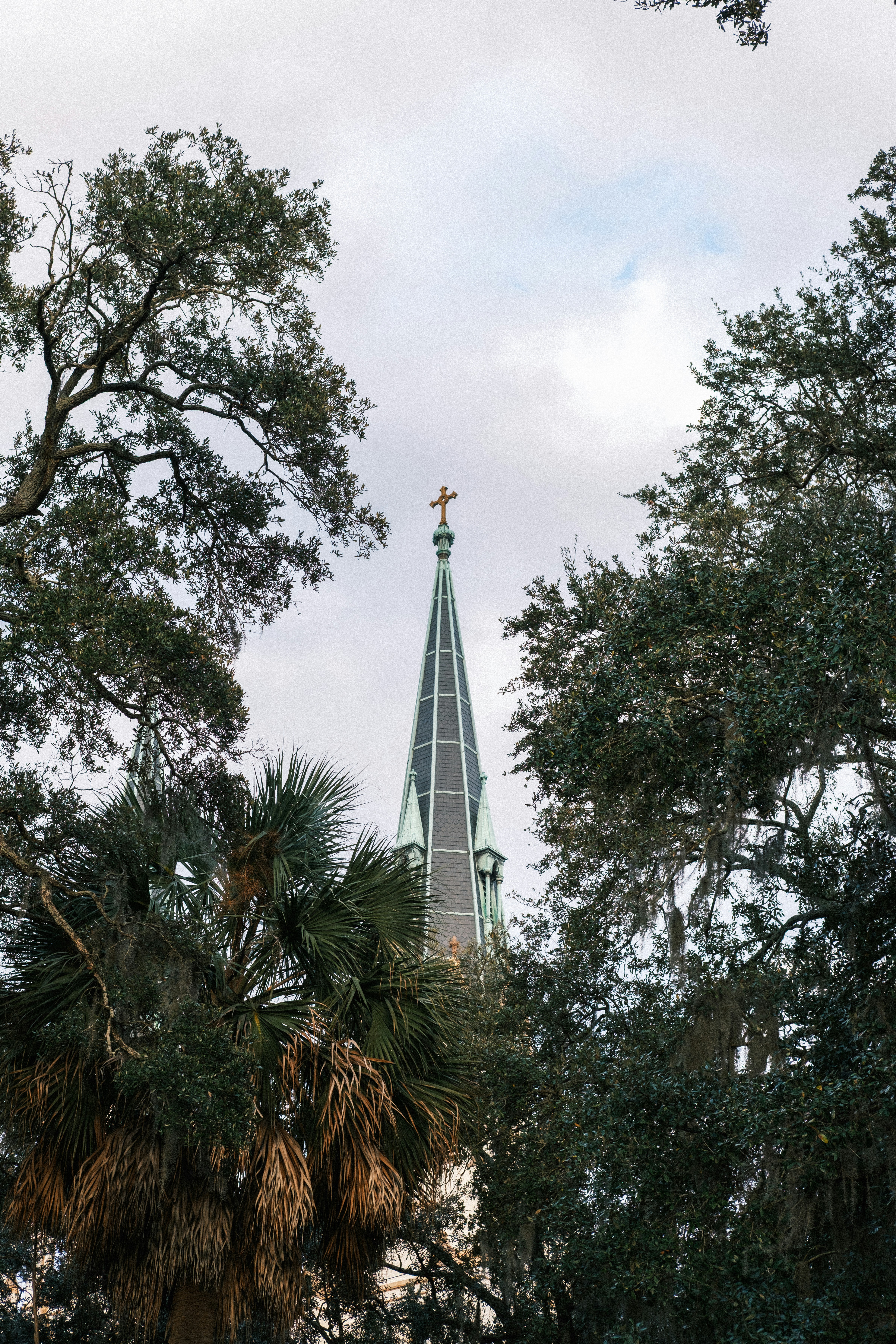 Steeple Ascendant: A church spire rising through a canopy of oaks