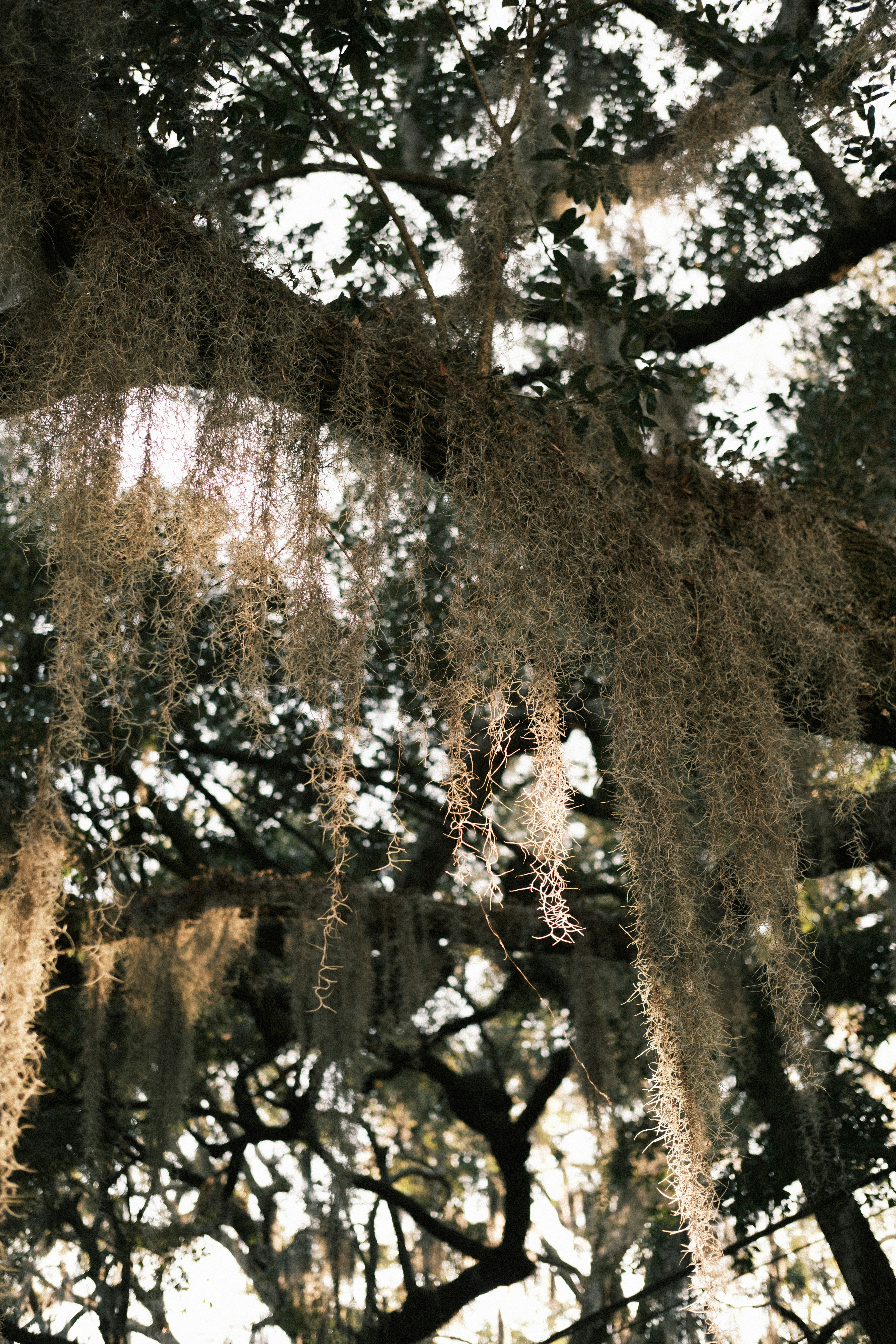 Spanish moss hanging from tree branches with sunlight.