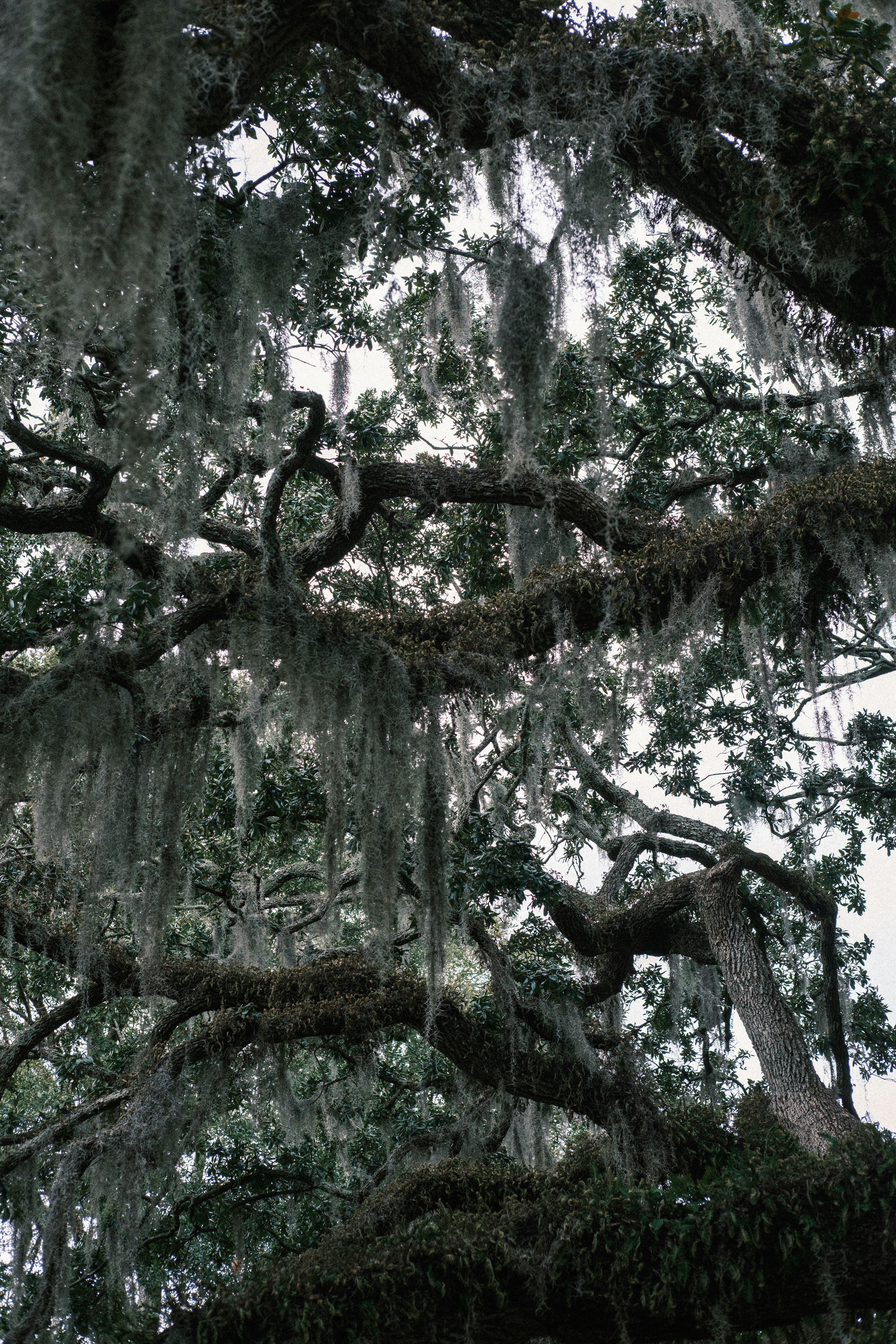 Spanish Moss Enshrouded Arboreal Maze