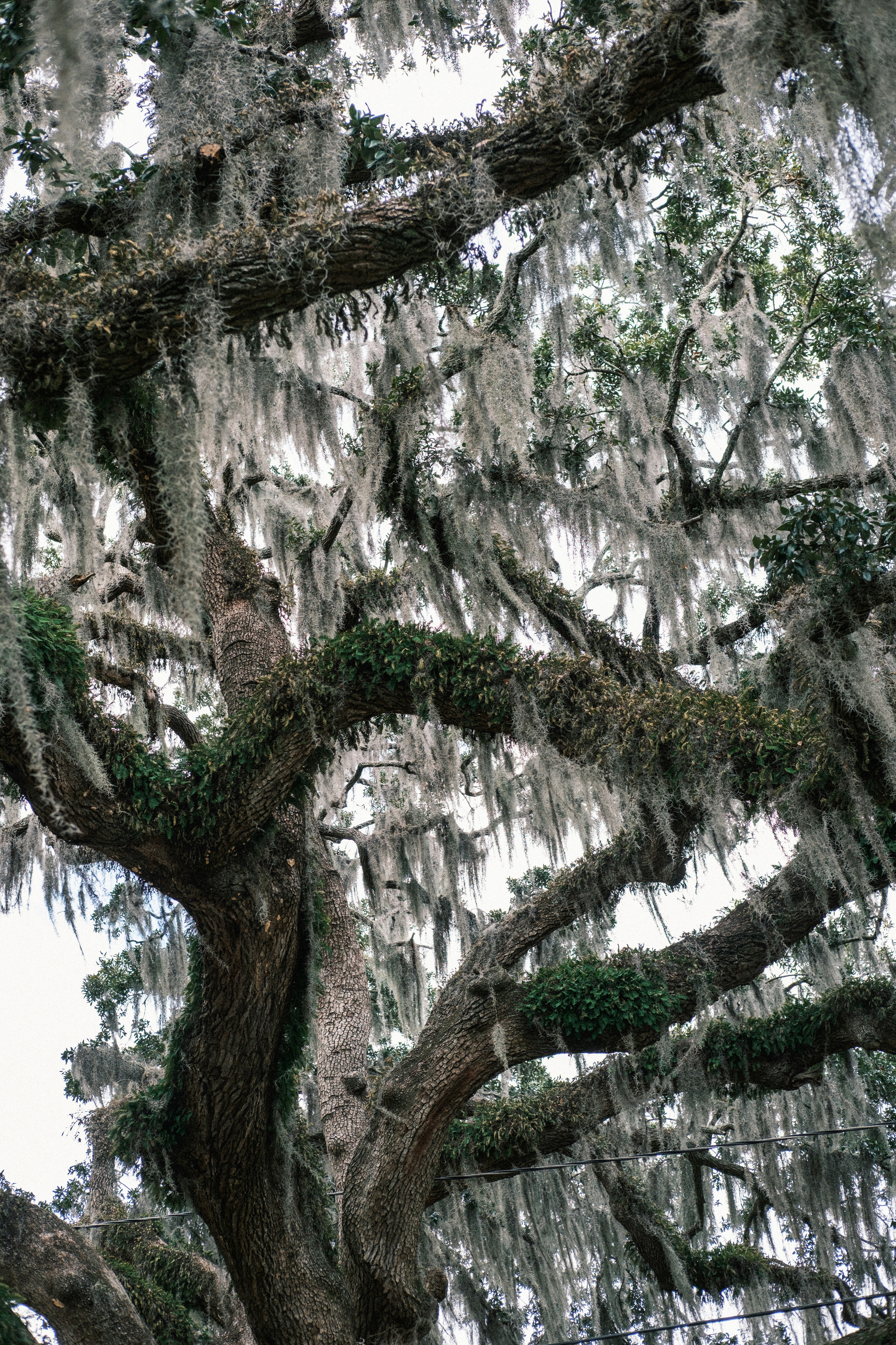 Spanish Moss Draped Oaks: A Cathedral of Weathered Branches