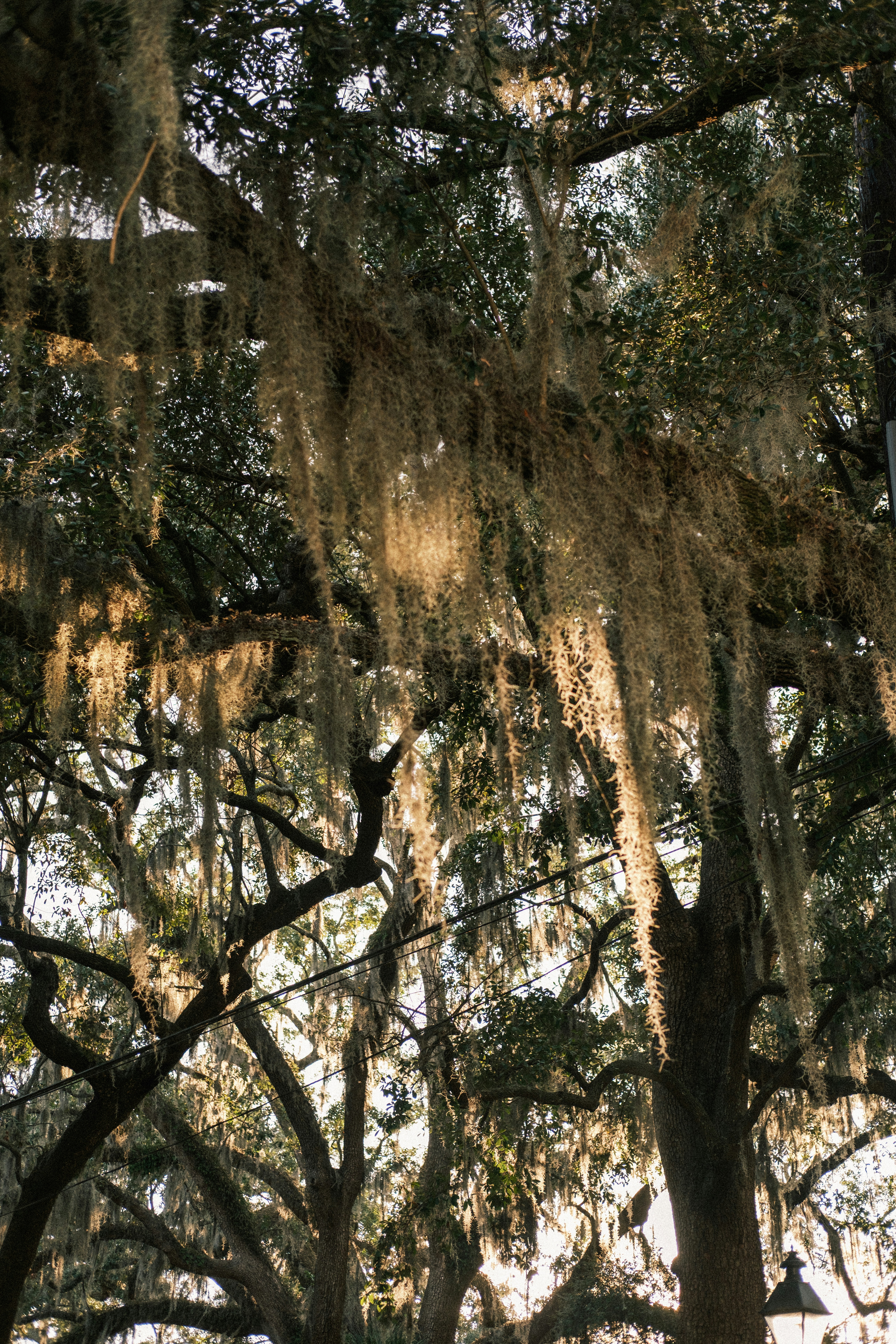 Sunlit Spanish Moss Cascade through ancient trees