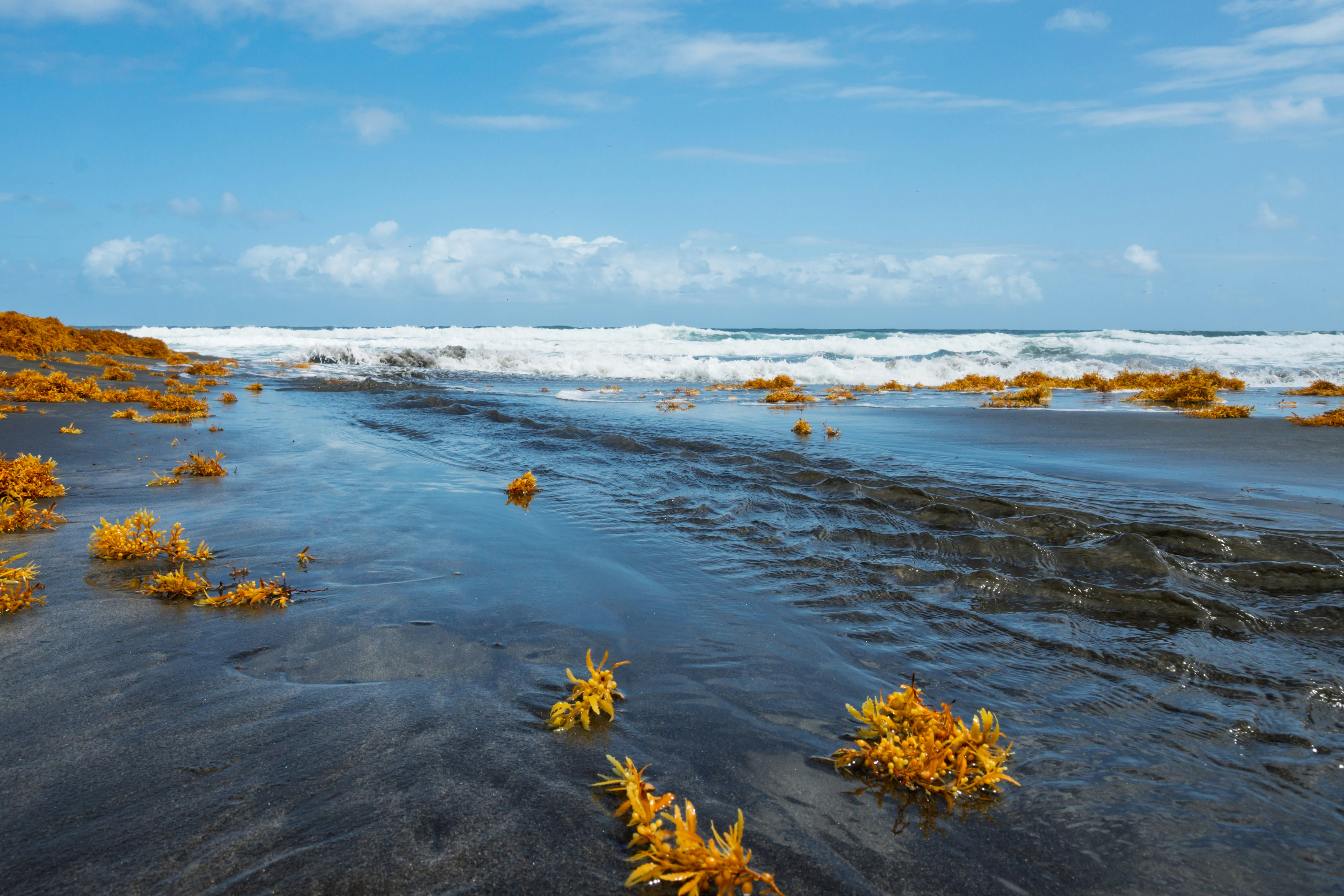 Orange seaweed on a black sand beach with ocean waves.