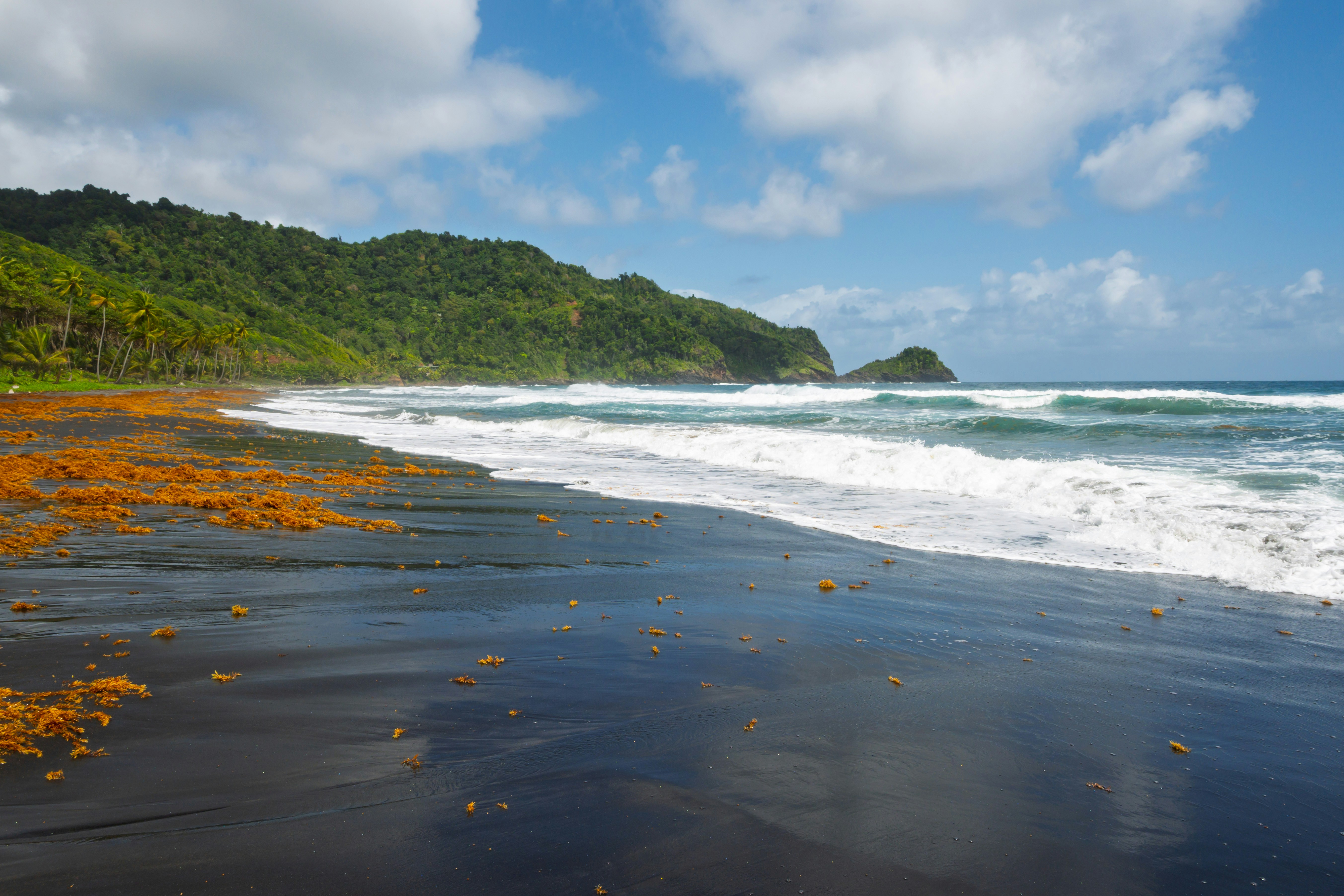 Black sand beach with orange seaweed and green hills.