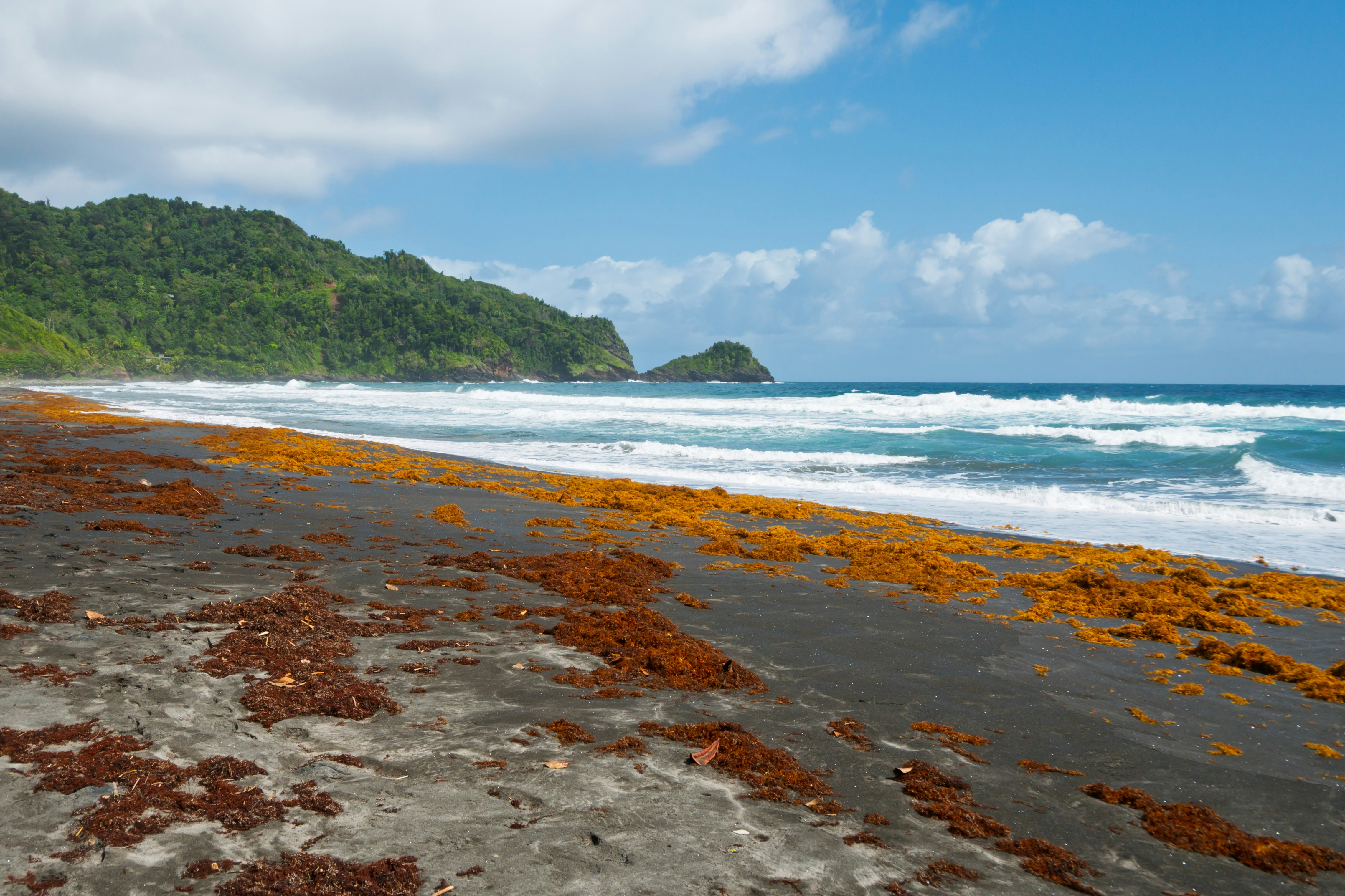 Brown seaweed covers black sand beach, ocean waves, green hills.