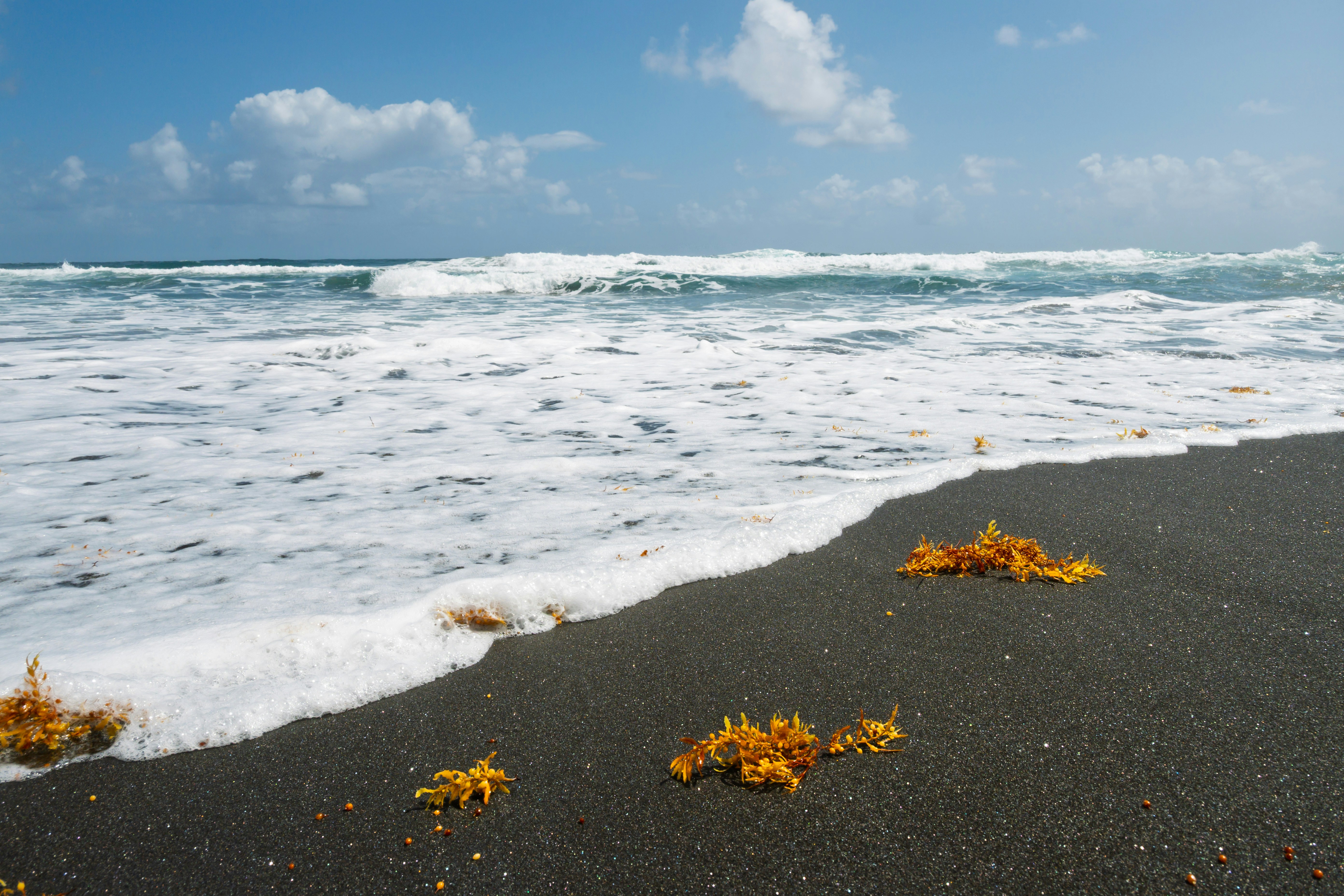 Golden Seaweed Streaks on a Quiet Shore