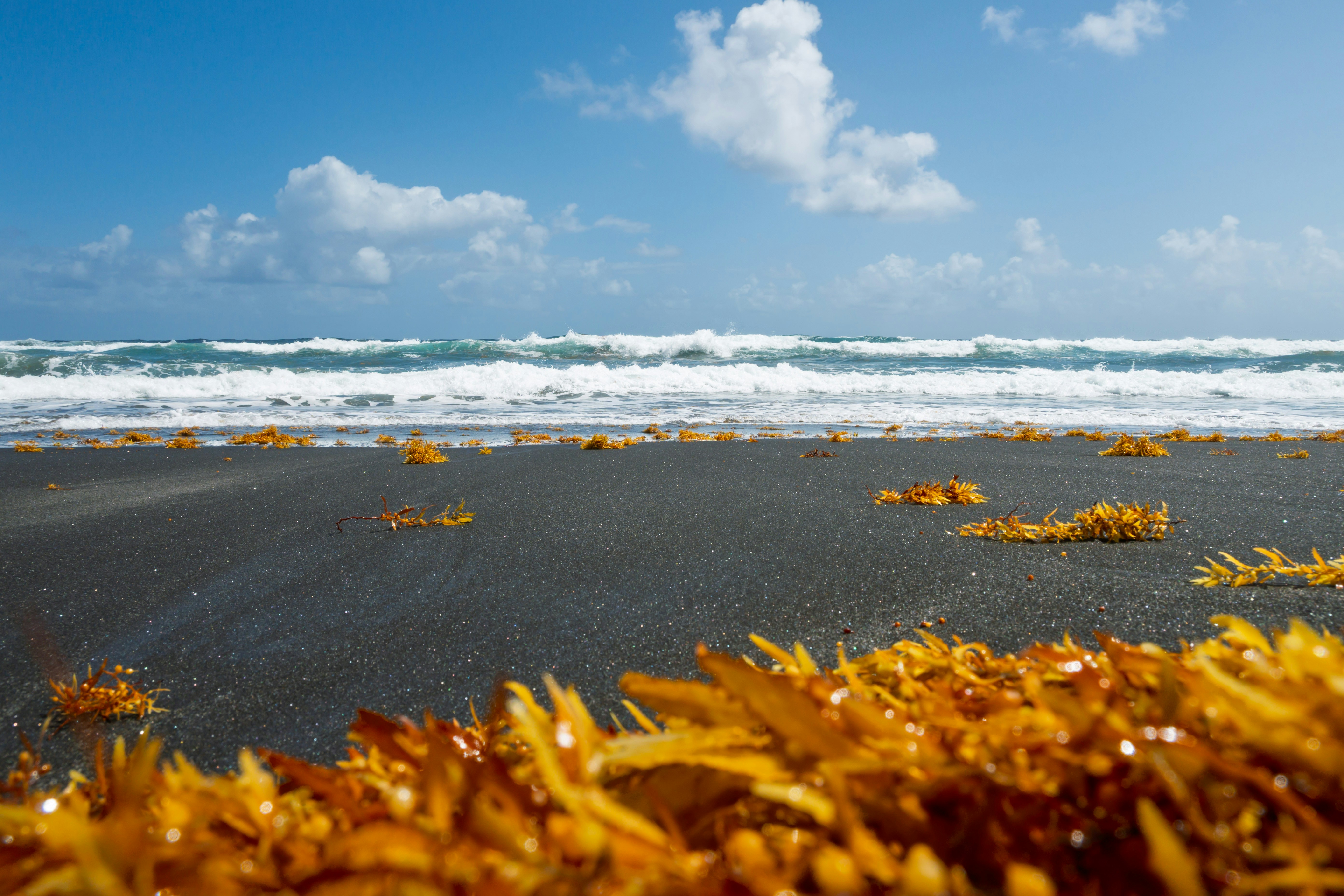 Seaweed Cathedral at the Edge of the Tide