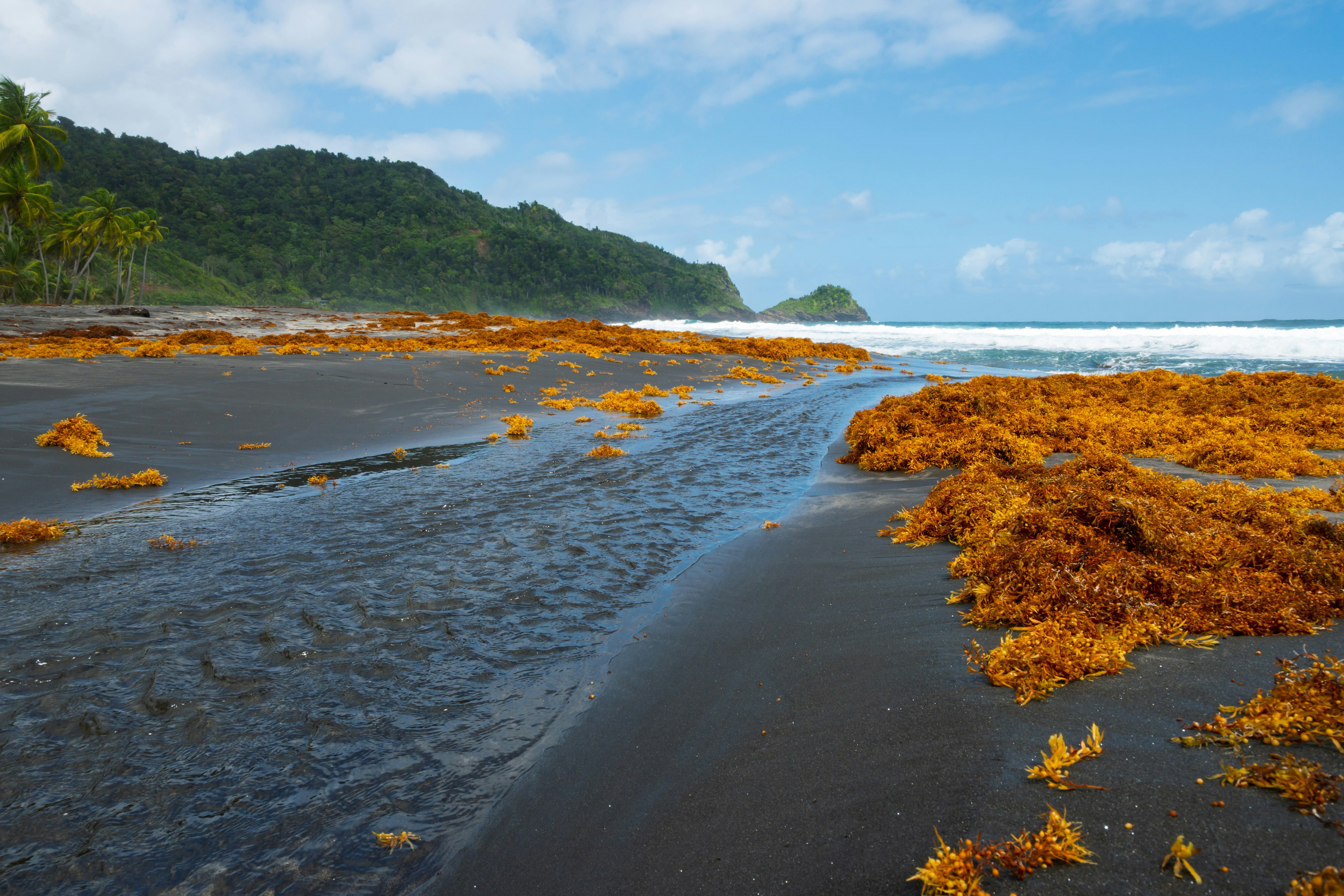 Golden Tangles on Dark Sand at Sunset Cove