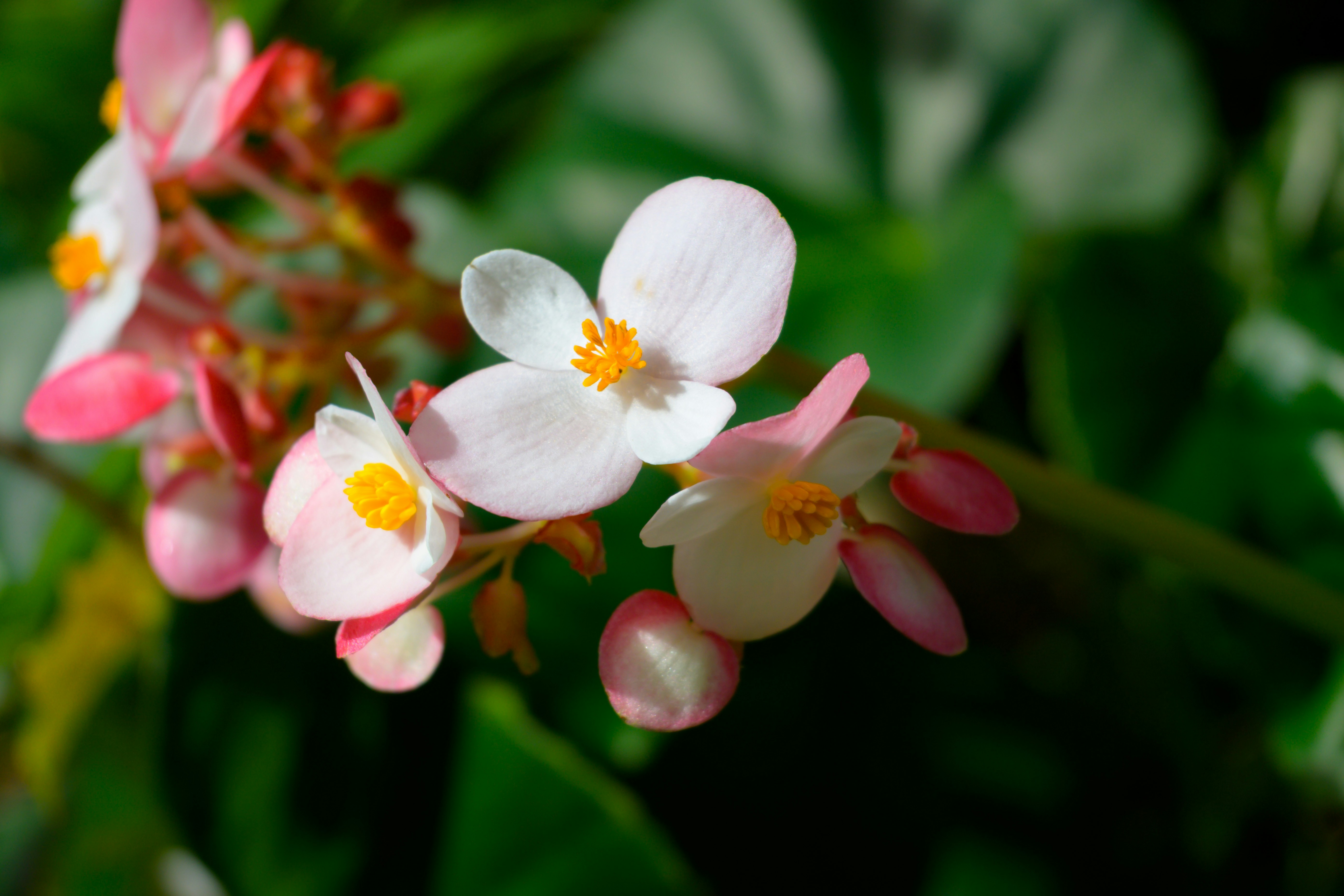 Delicate pink and white flowers with yellow stamens.