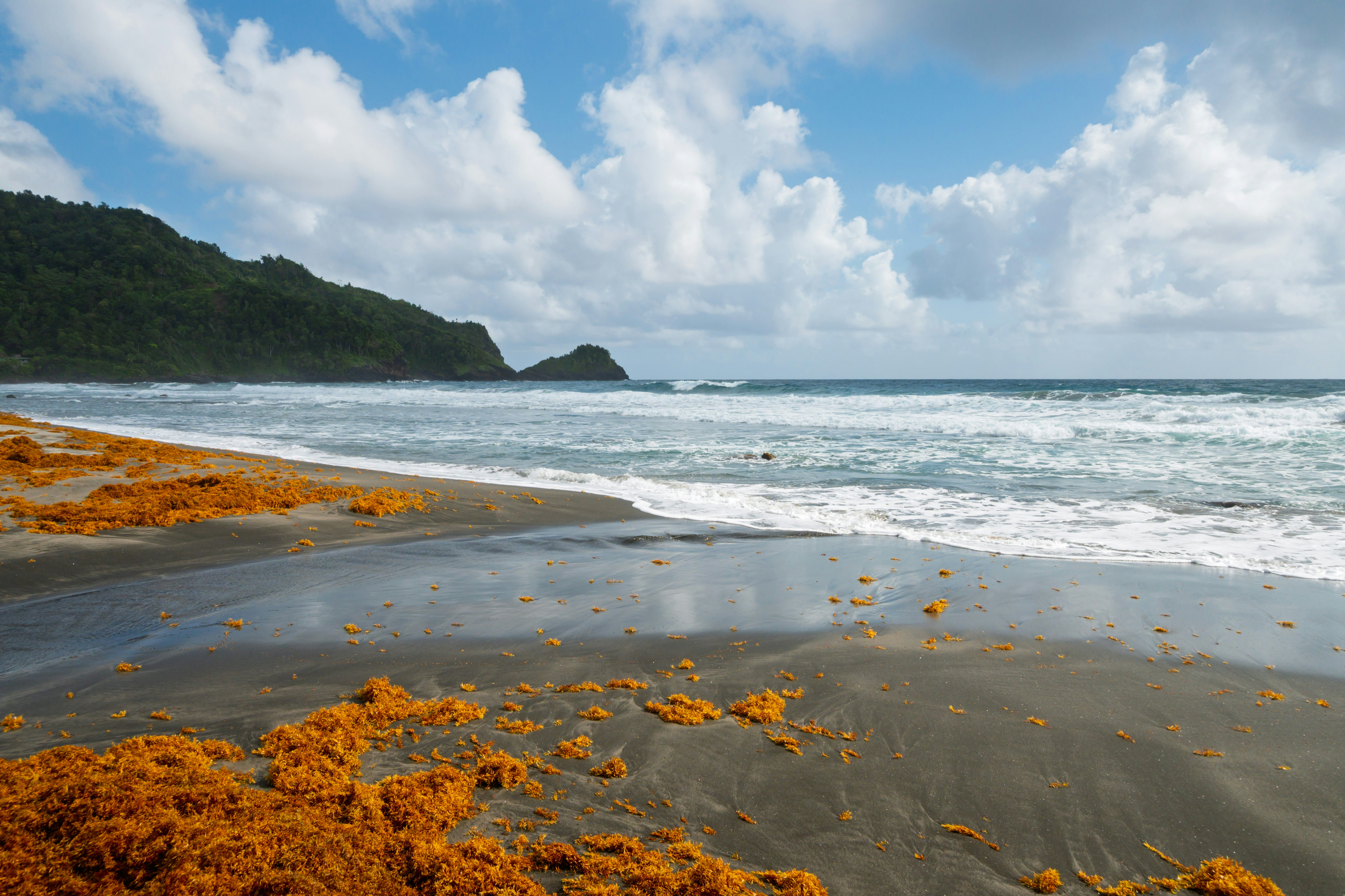 Coastal Drift: Orange Seaweed Fringing a Quiet Beach Under Wide Sky
