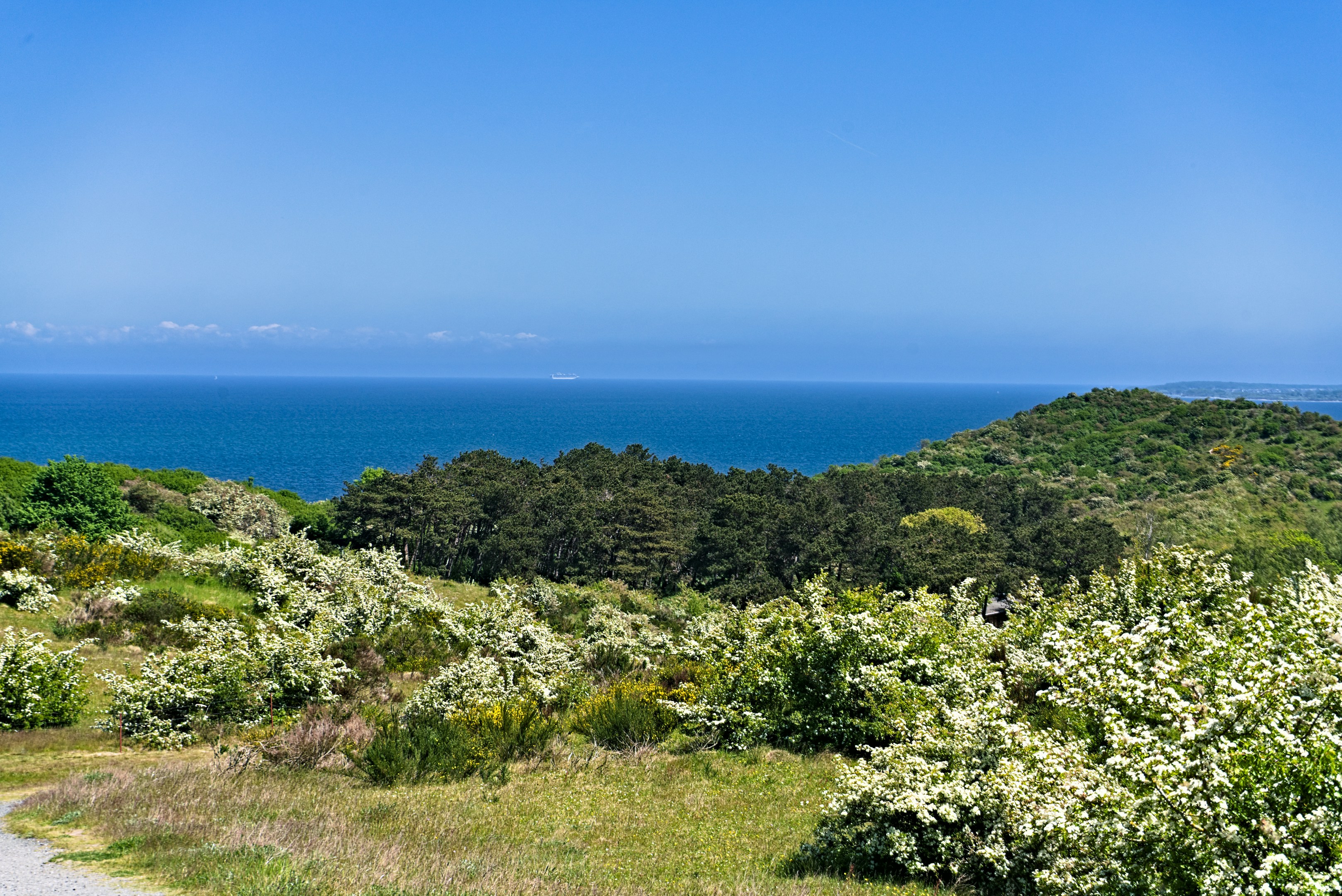 Coastal Hillscape in Bloom under a Clear Sky