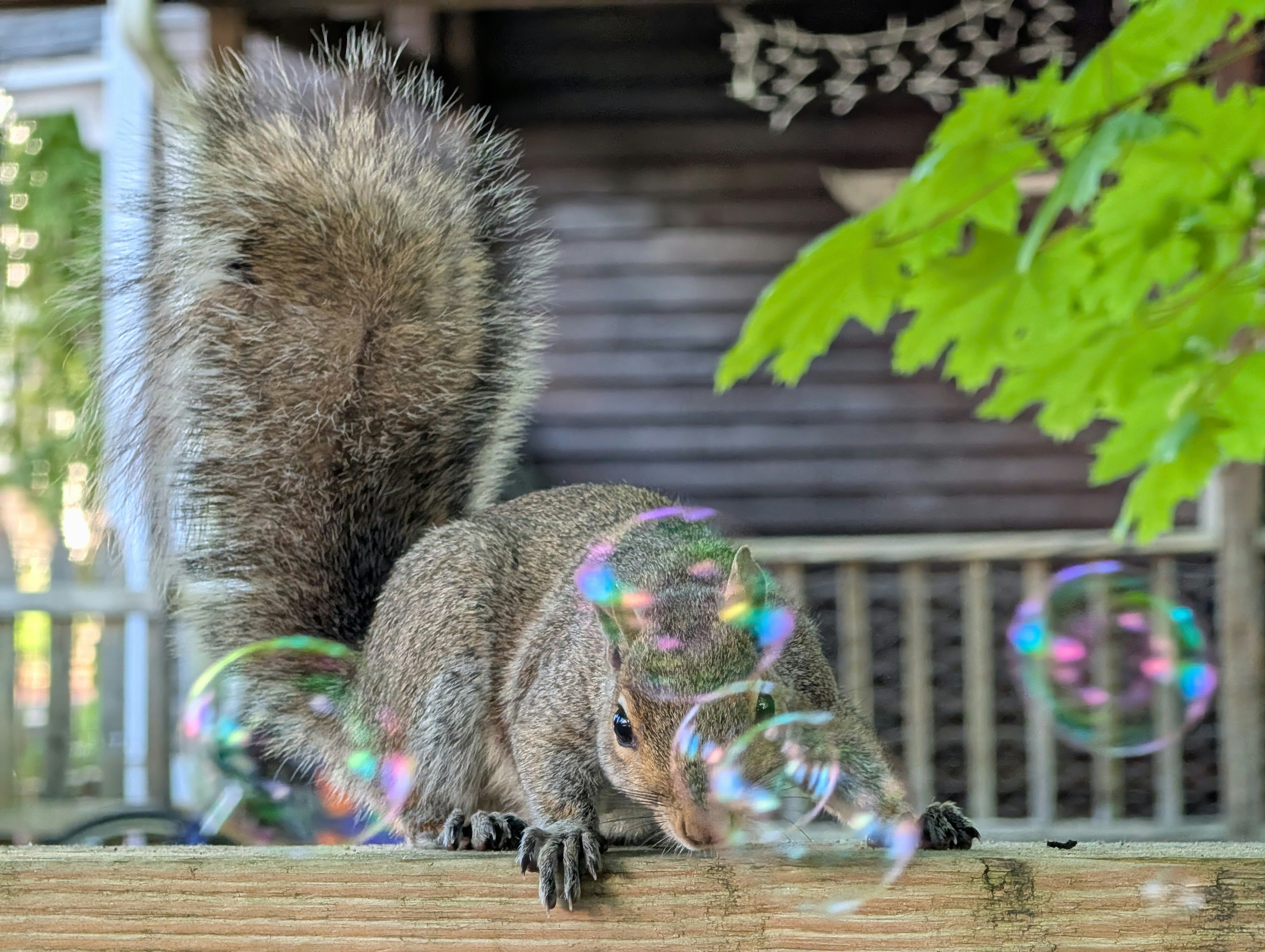 An adventurous forest critter taken by whimsy.
