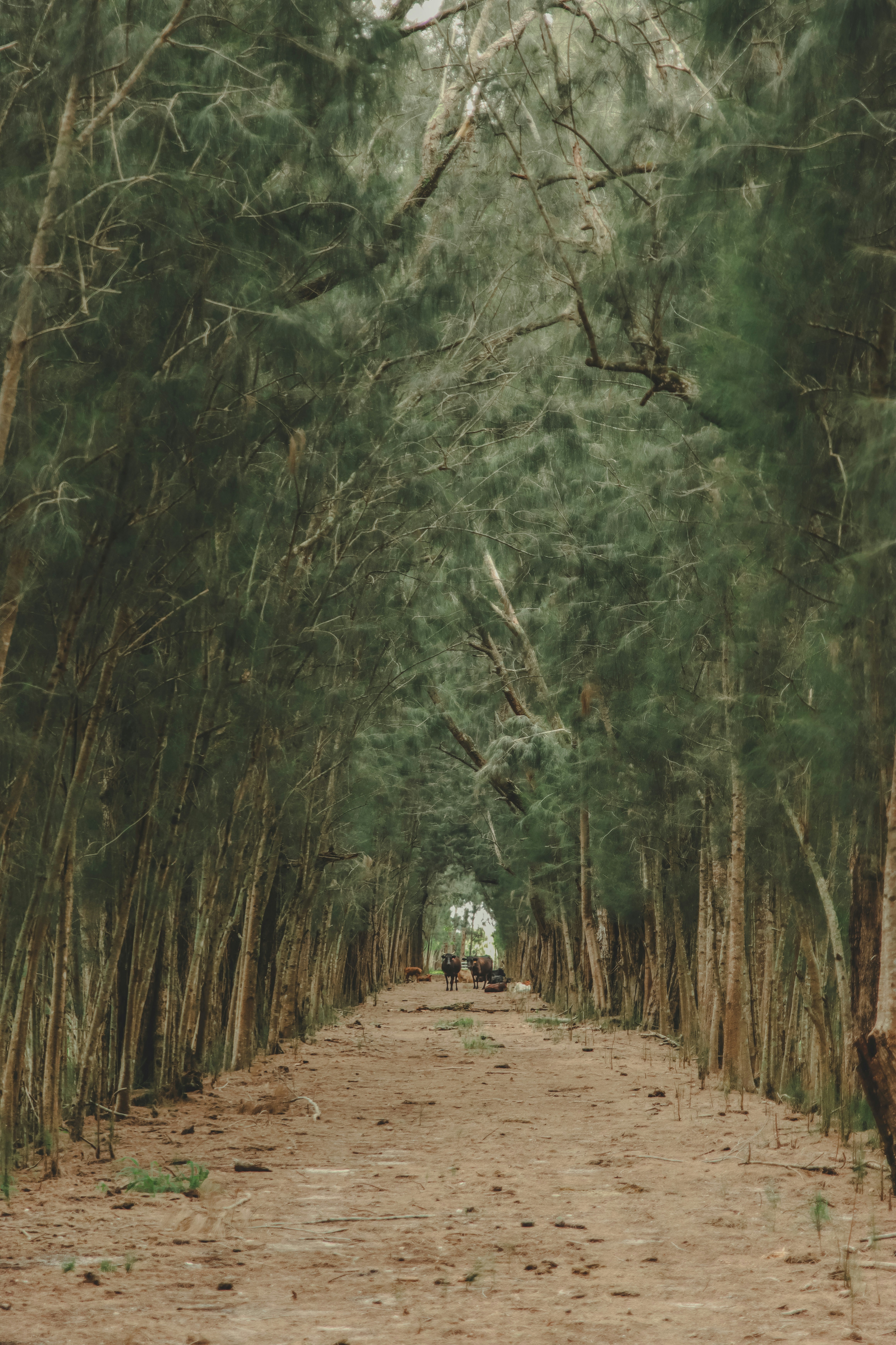 Tree-Column Alley: A Distant Light at the End of the Path