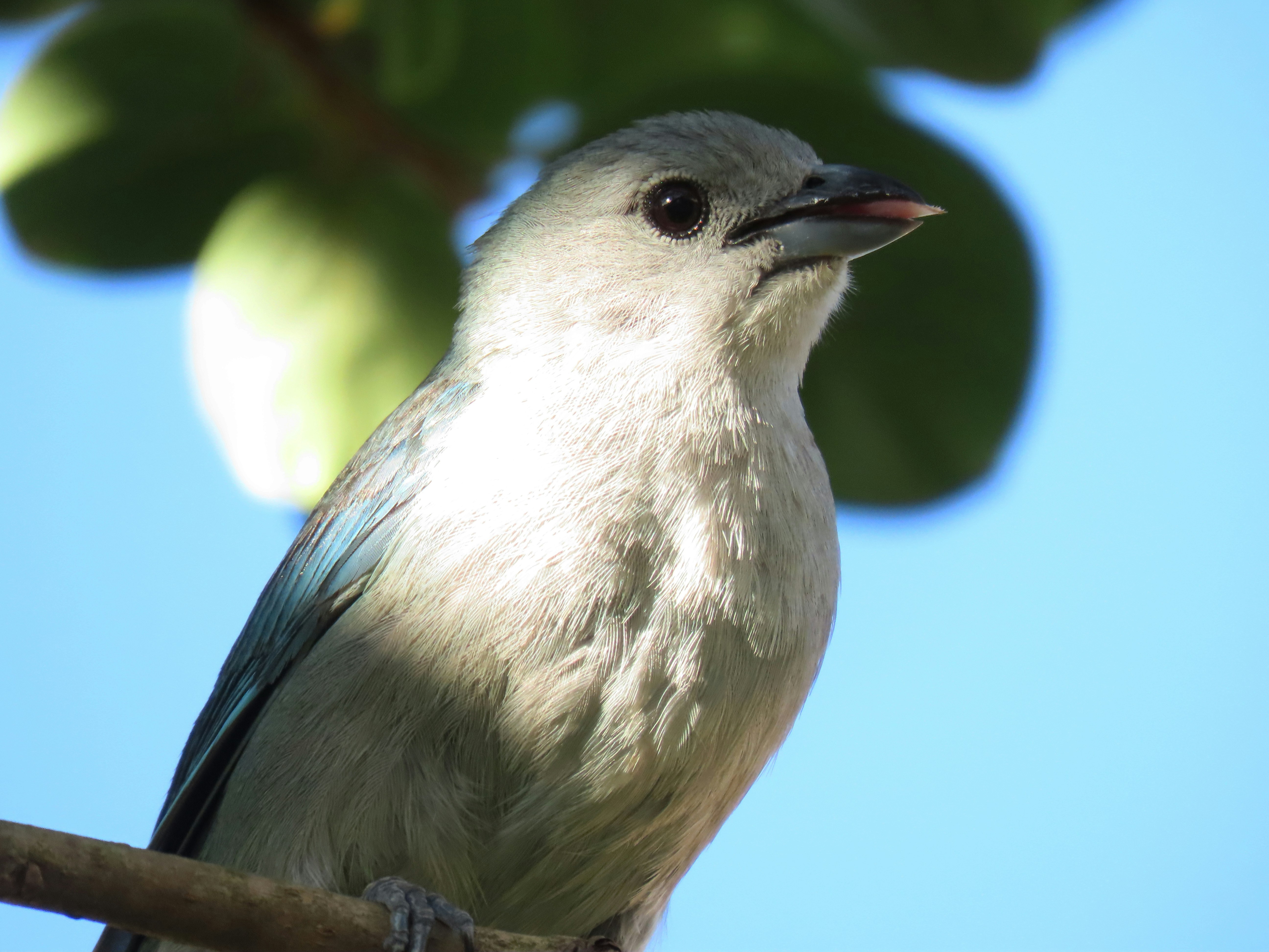 Blue-winged Warbler in Sunlit Moment