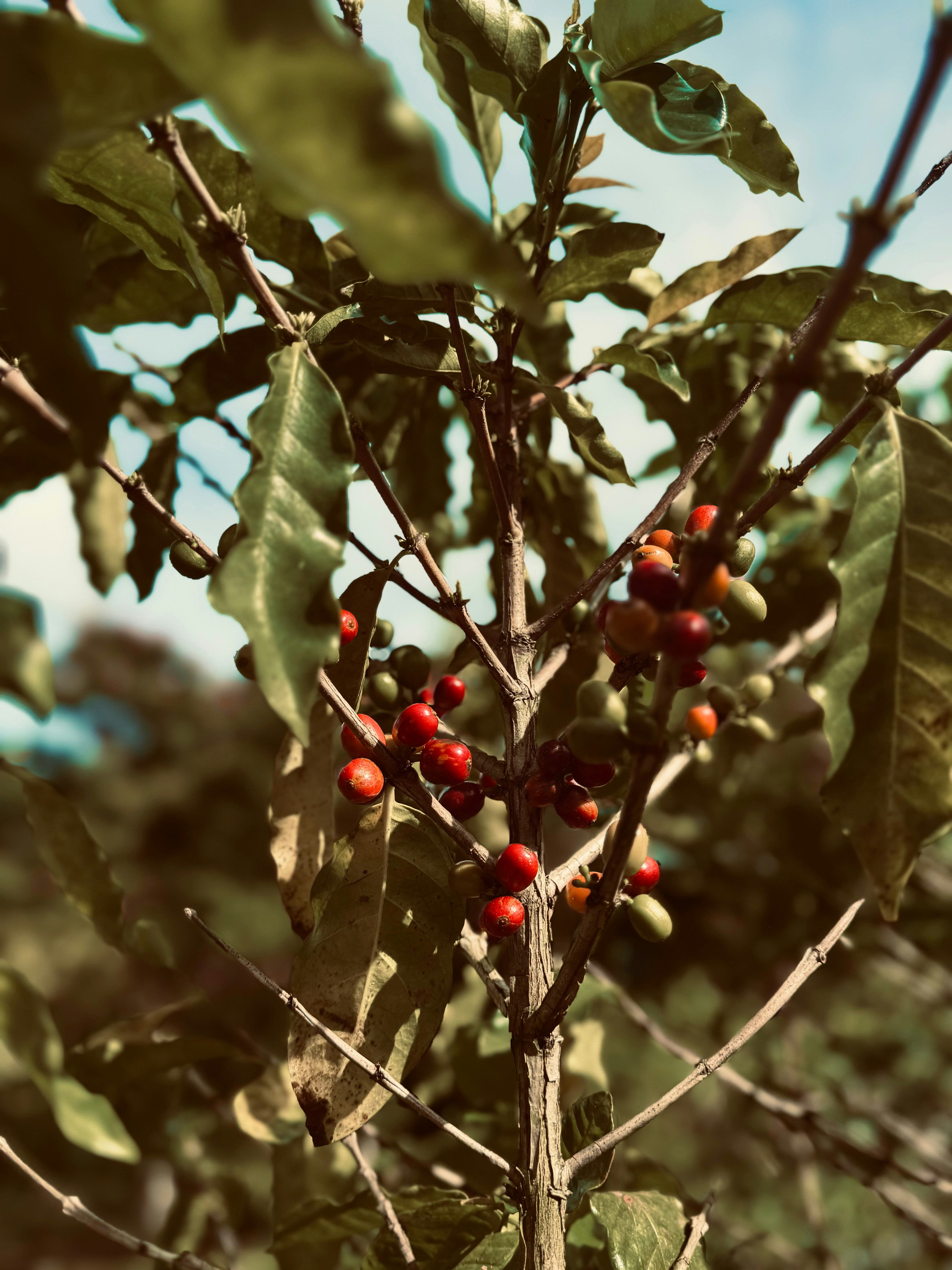Red Berries on a Sunlit Branch: Quiet Field Portrait