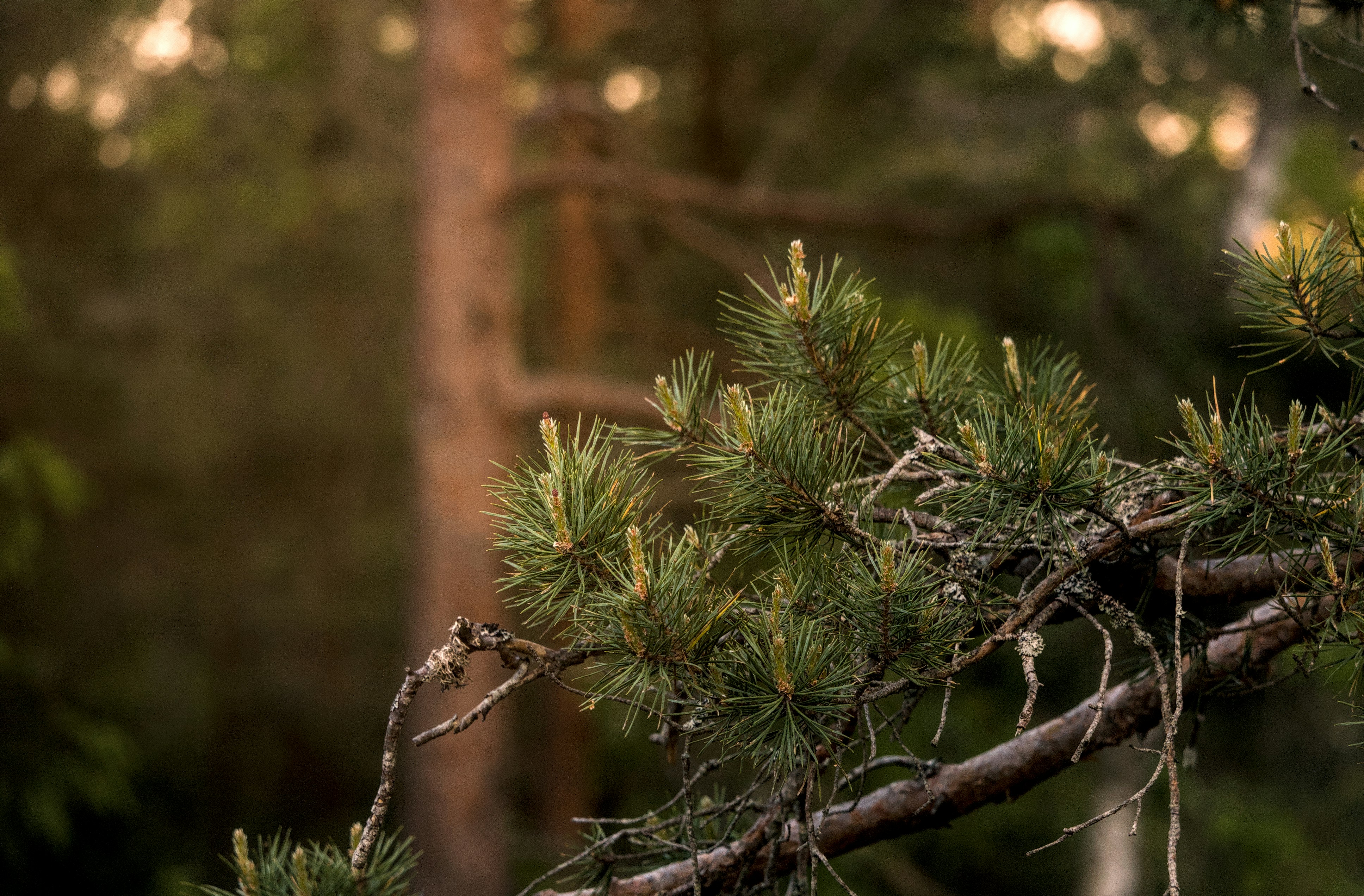 Sunlit Pine Needle Frame at Forest Edge