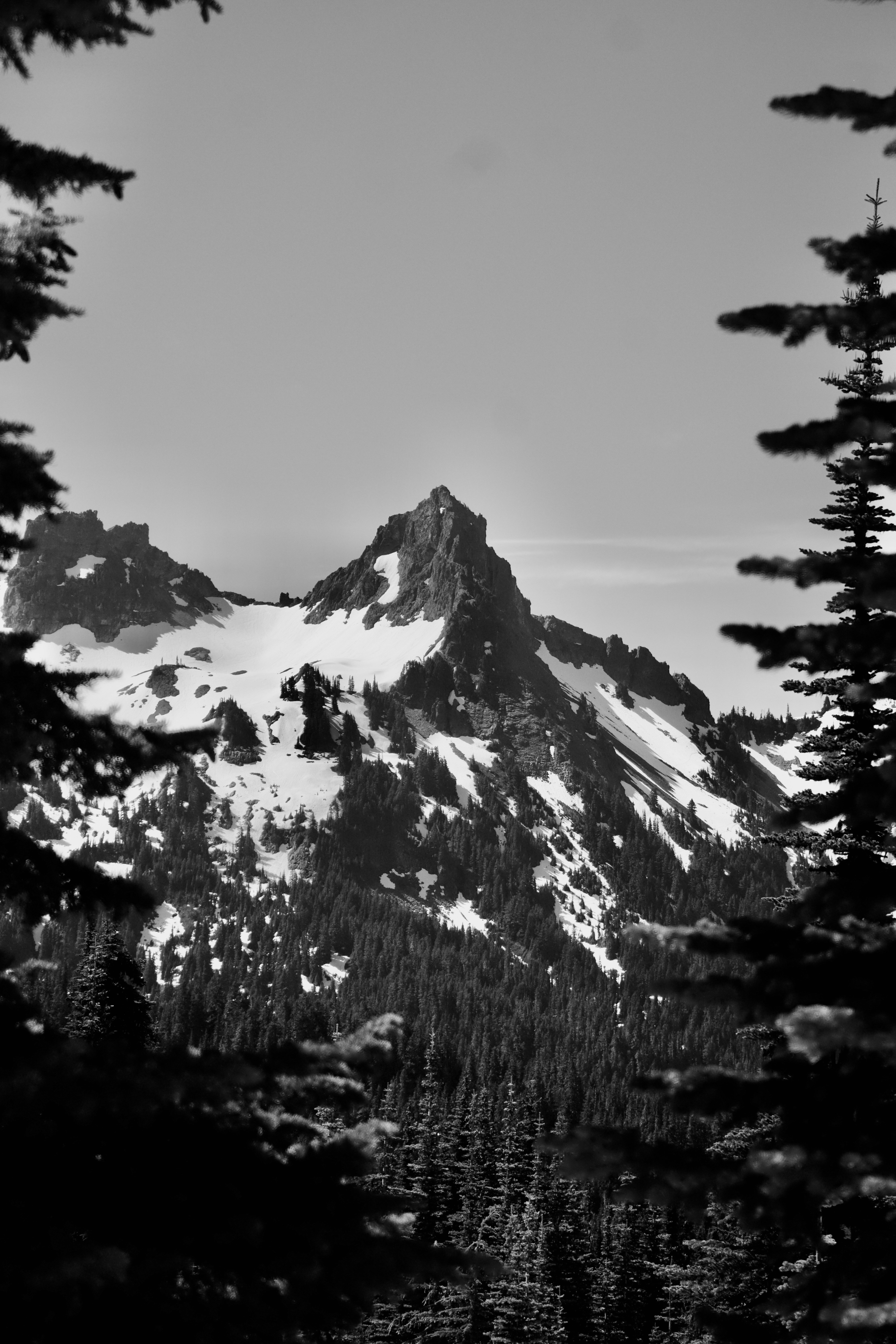 Snowbound Peak Framed by Dark Pines