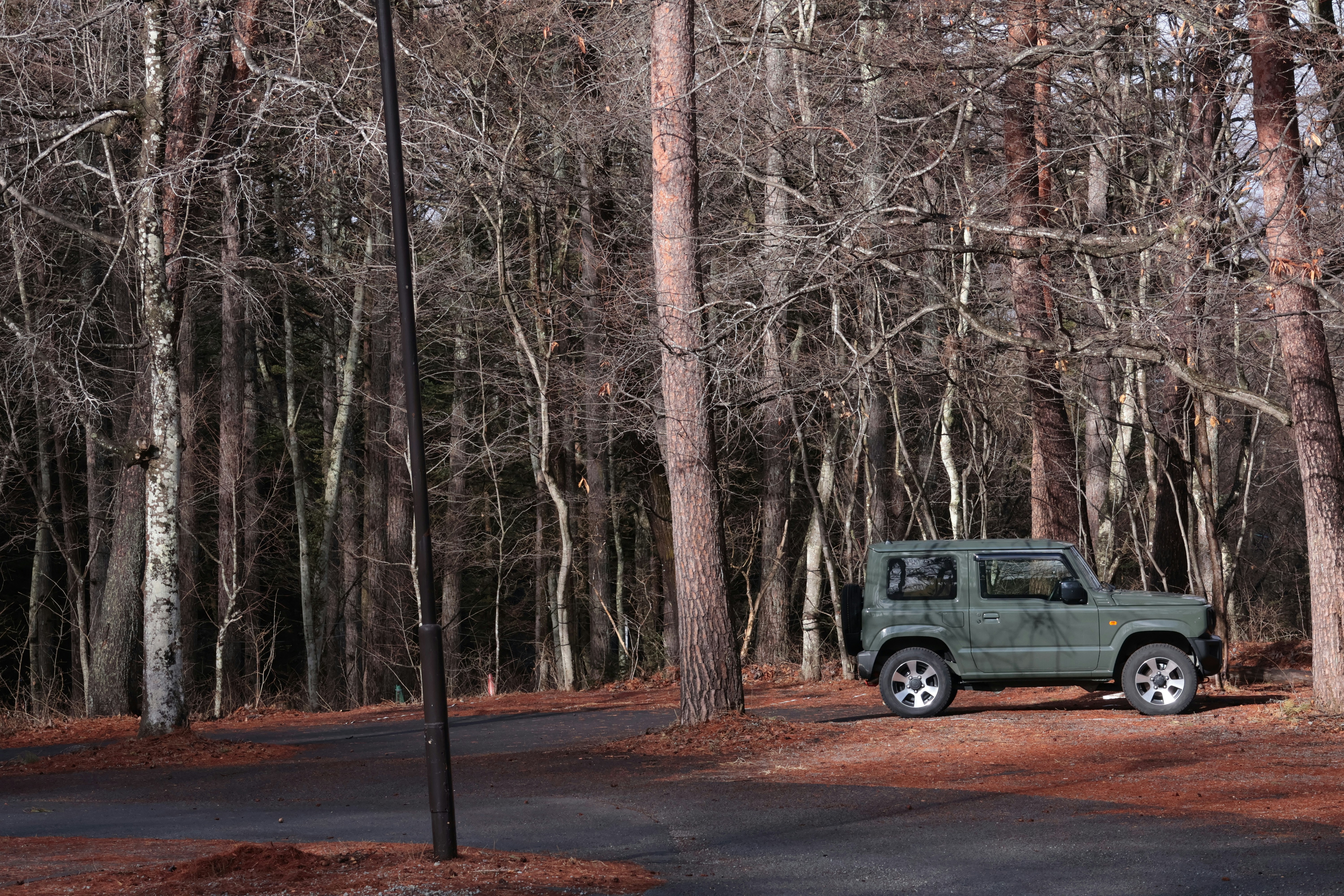 A Quiet Park Clearing: Green SUV Resting among Tall Pines