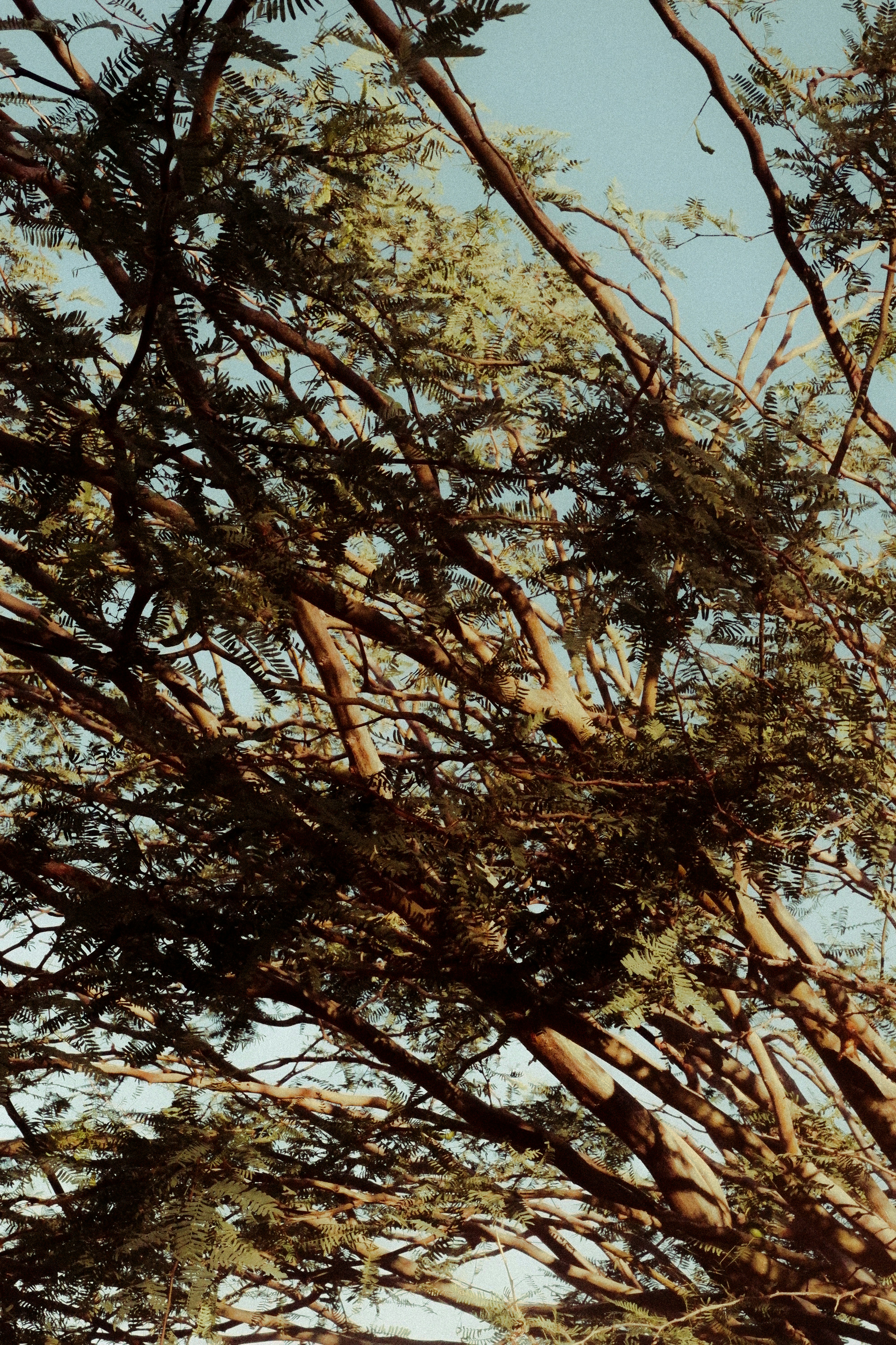 Branch Network: Sunlit Canopy Framing a Sky-breathing Complex