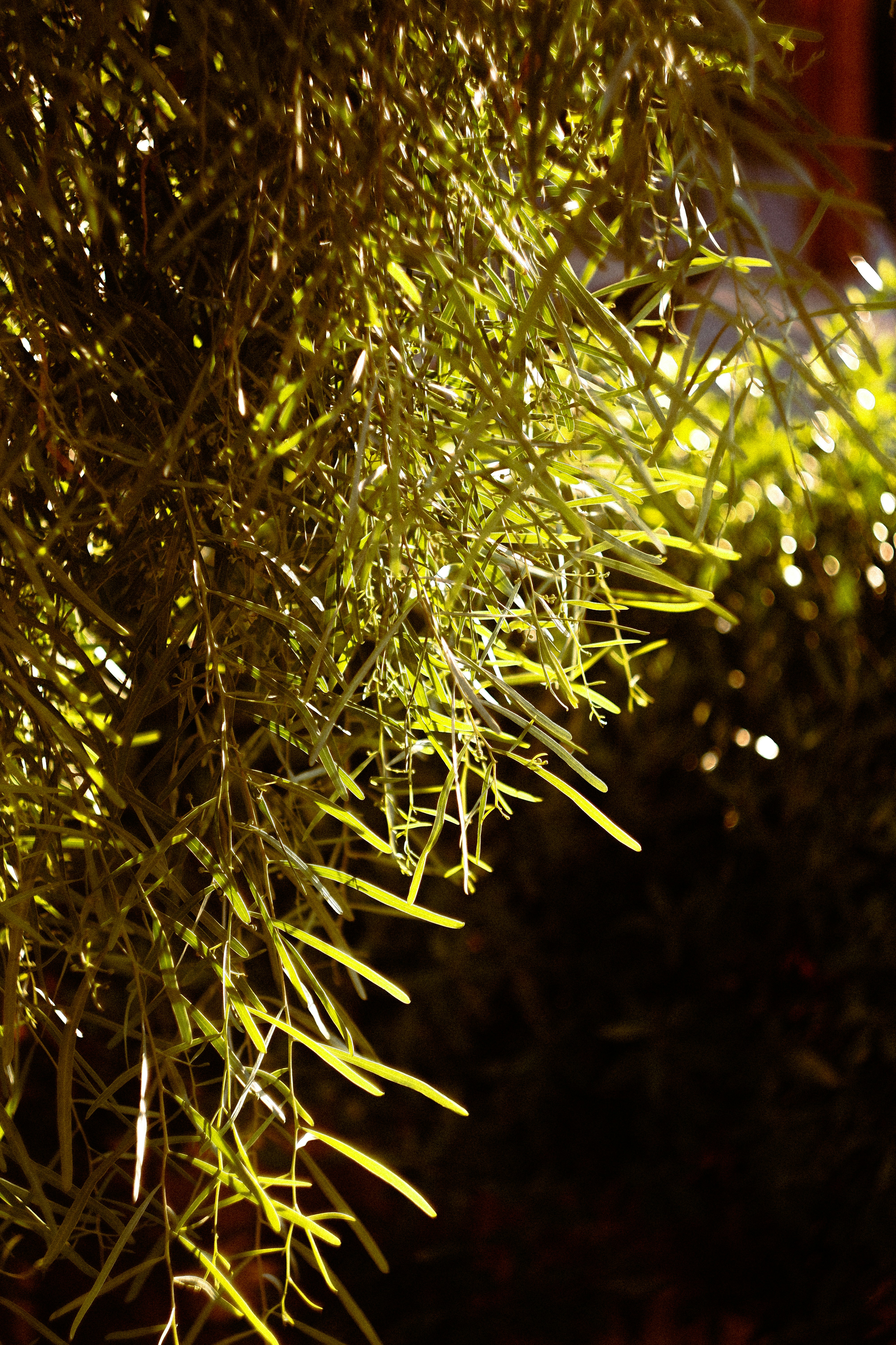 Sunlit Needleleaf Cascade in a Tropical Night Garden