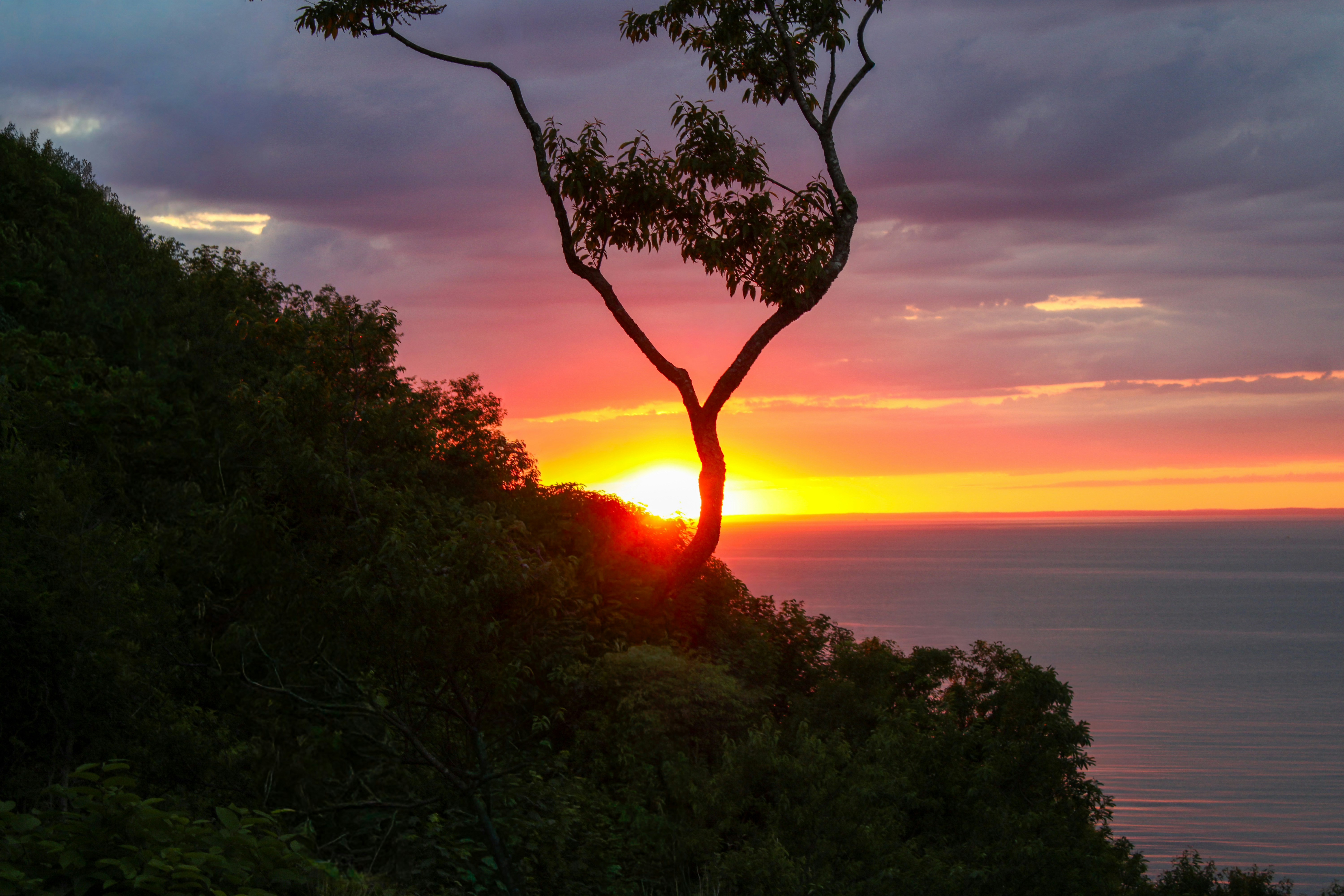 Sunset Figure: A lone, wind-sculpted tree frames the glowing horizon