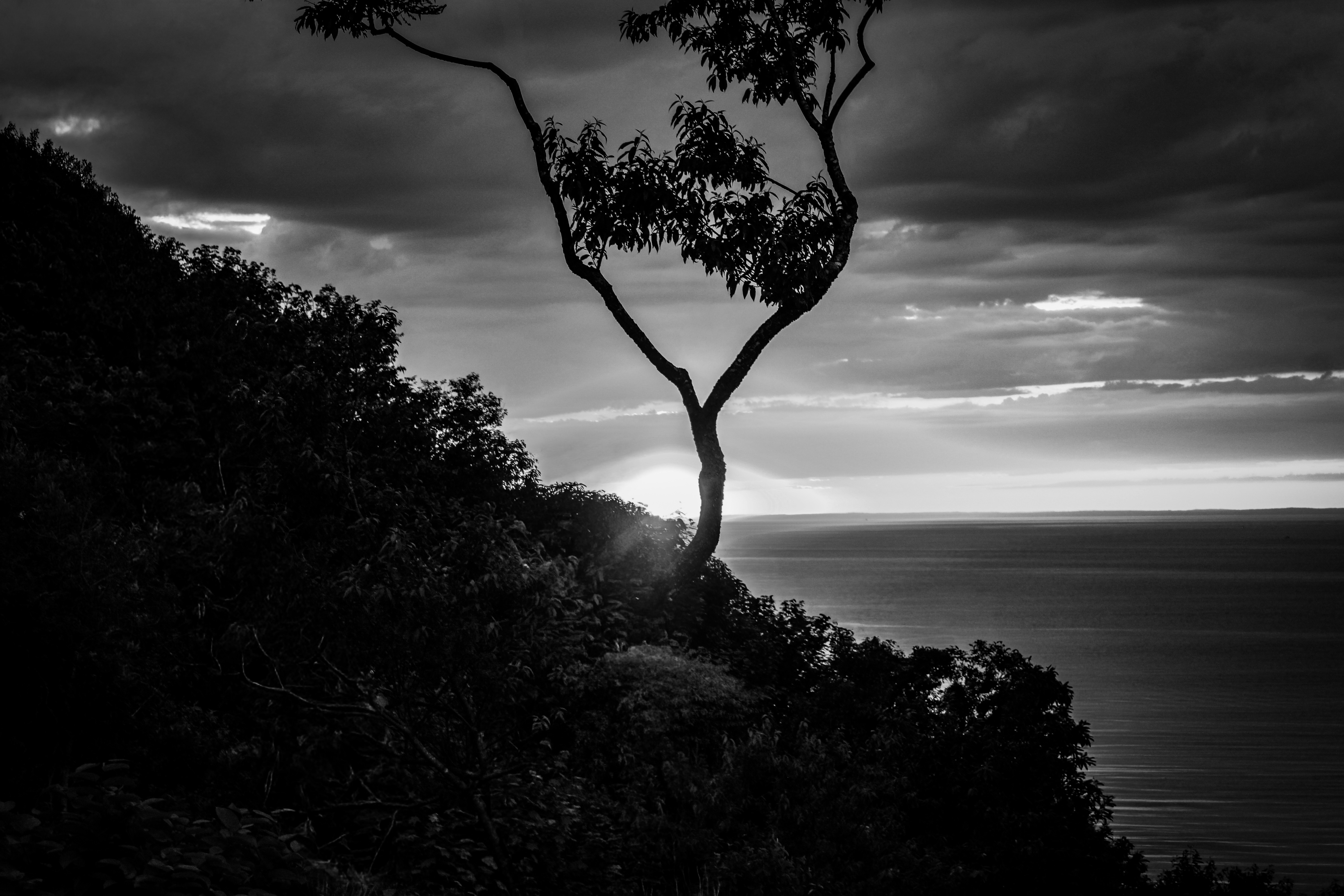 Lone Tree Silhouette Framed by Coastal Horizon