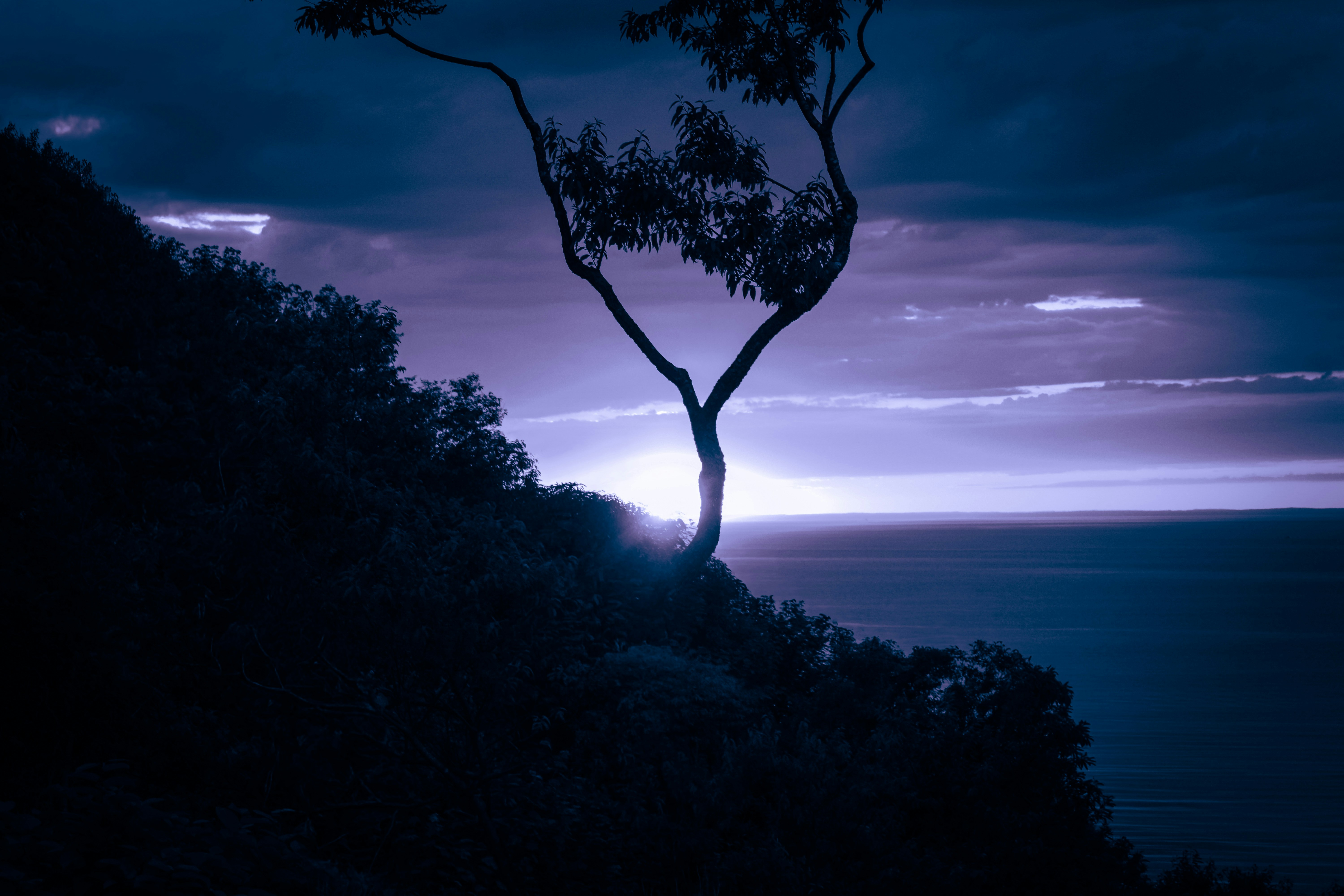 Bent silhouette at twilight: a lone tree guarding the coastline