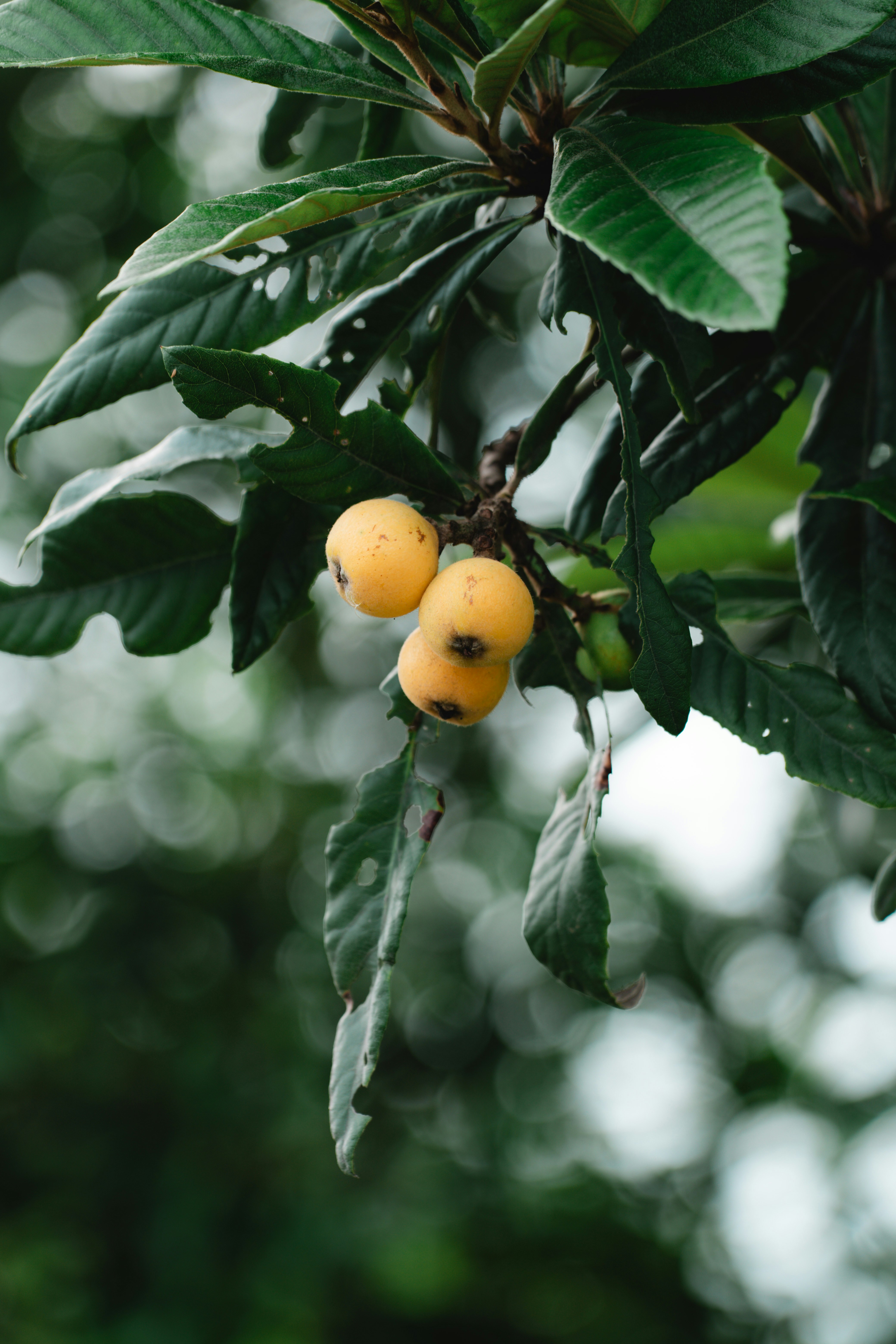 Cluster of sunlit loquats: a quiet orchard centerpiece