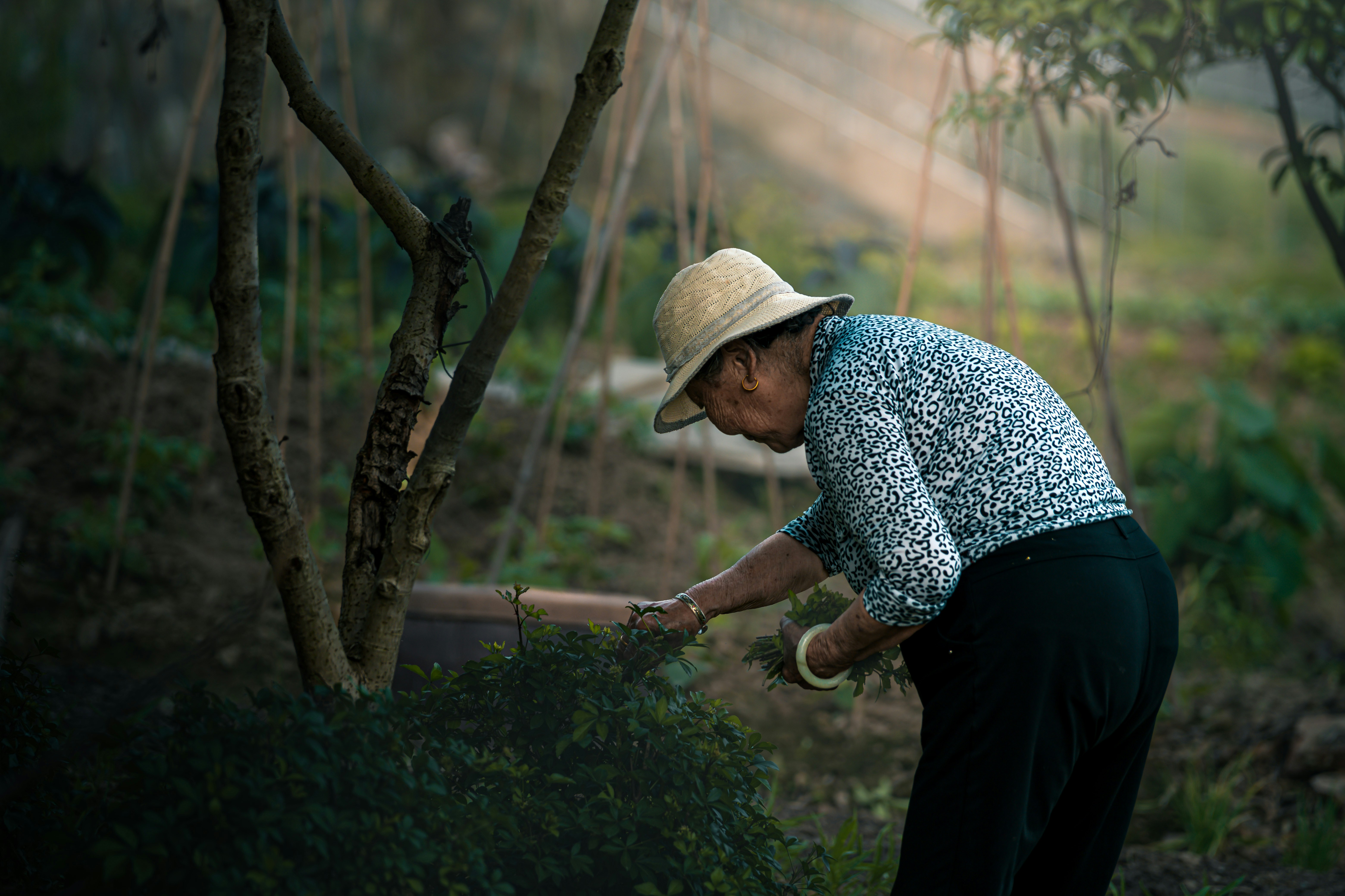 The Gardener's Quiet Task in Dappled Light