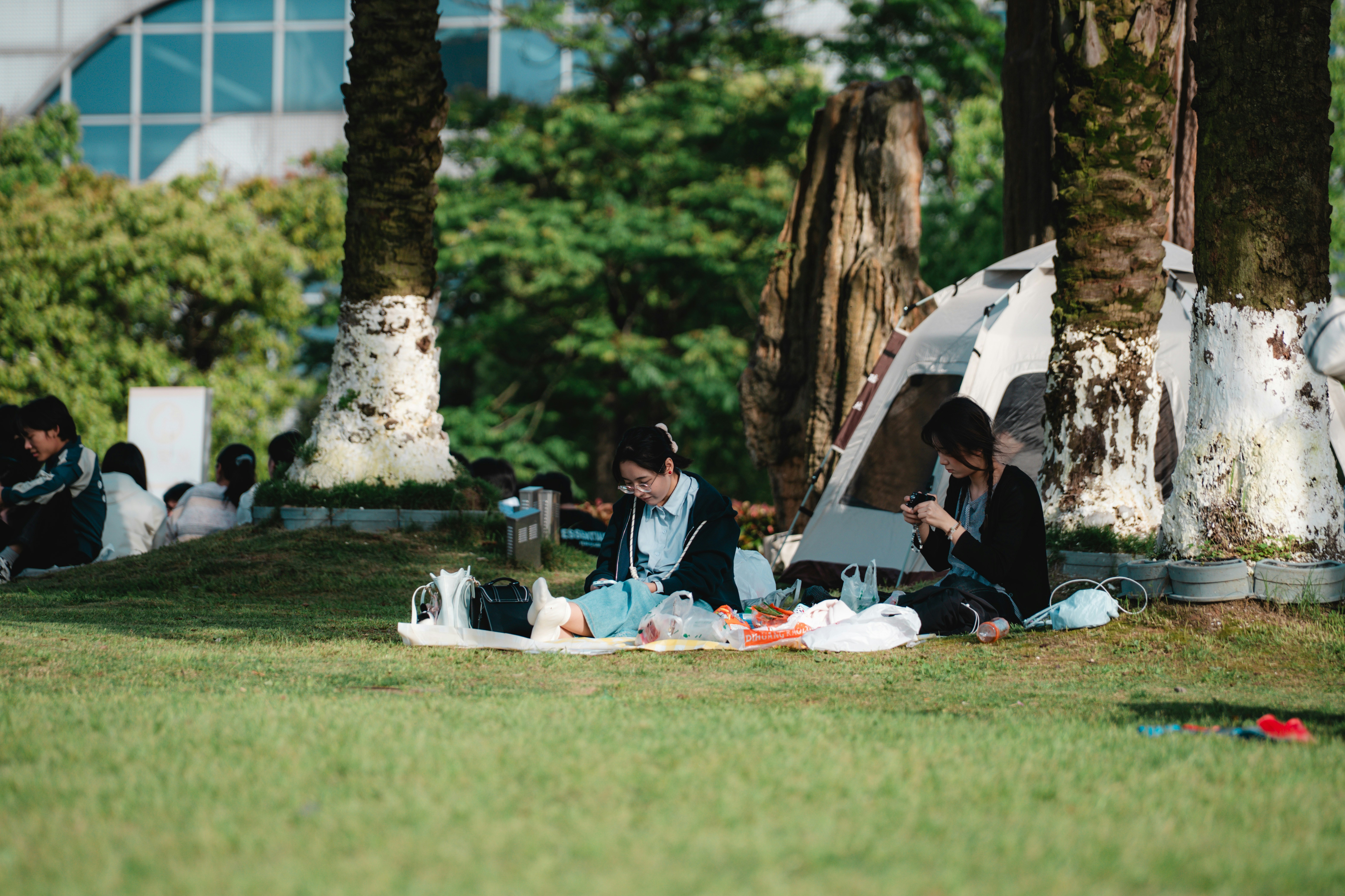 Picnic Under a Glassy Canopy: Quiet Moments by the Trees