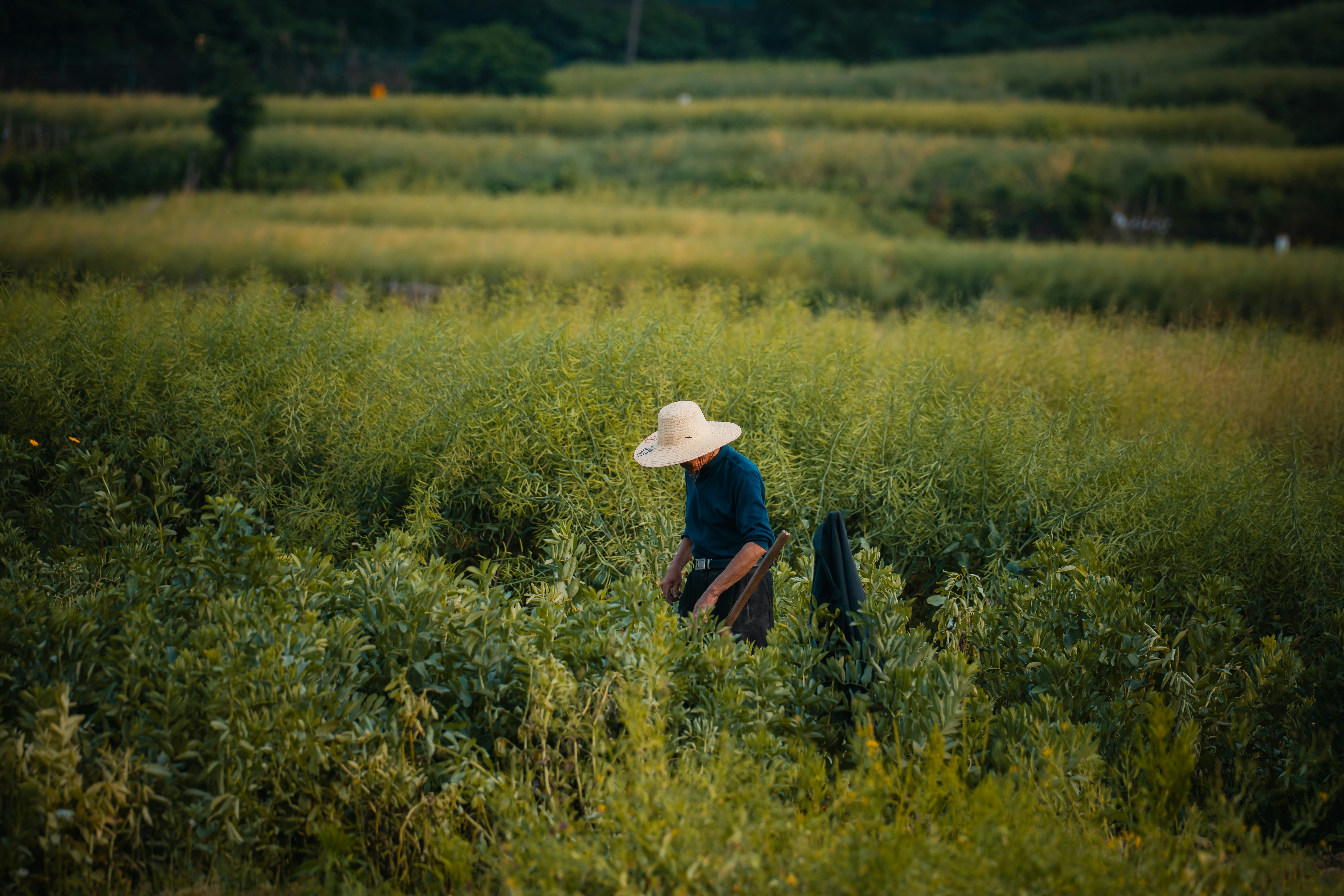 Farmer in straw hat tending crops in lush field.